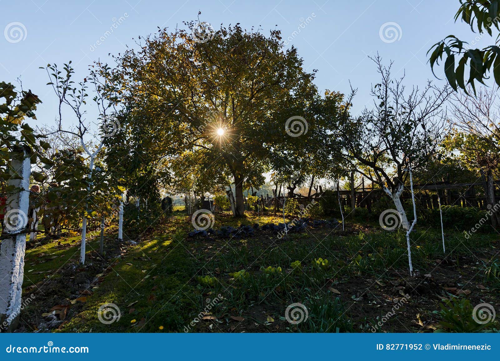 Orchard in twilight stock photo. Image of nature, grass - 82771952