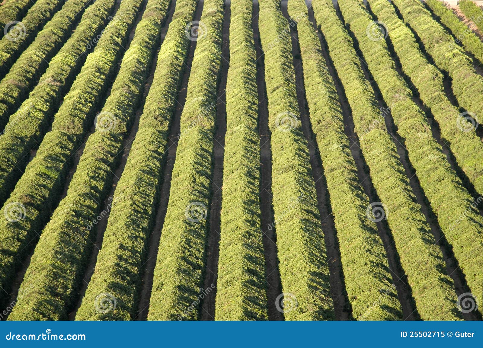 Orchard view from top stock image. Image of agriculture - 25502715