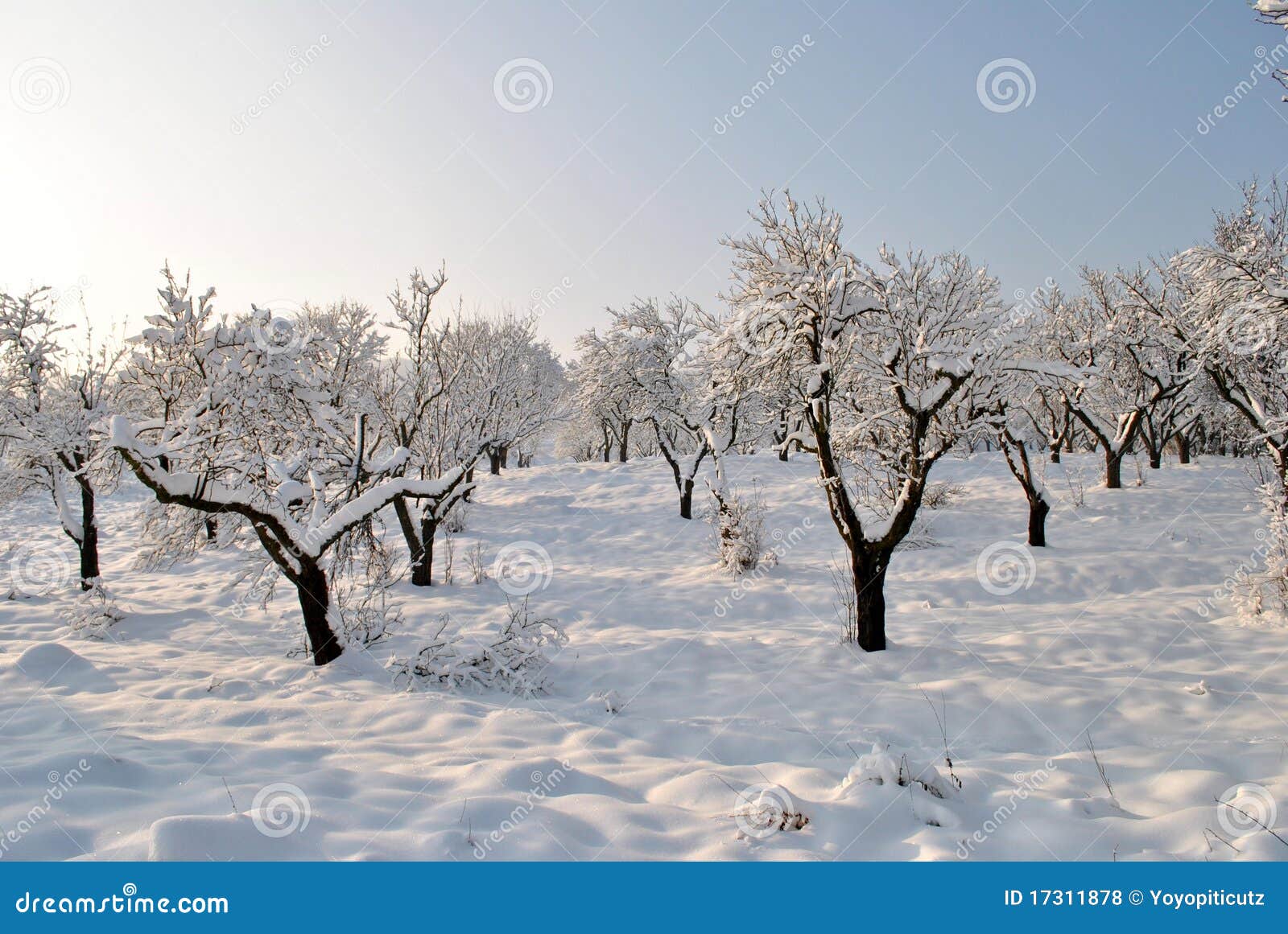 Orchard in winter stock photo. Image of calm, rest, nature - 17311878