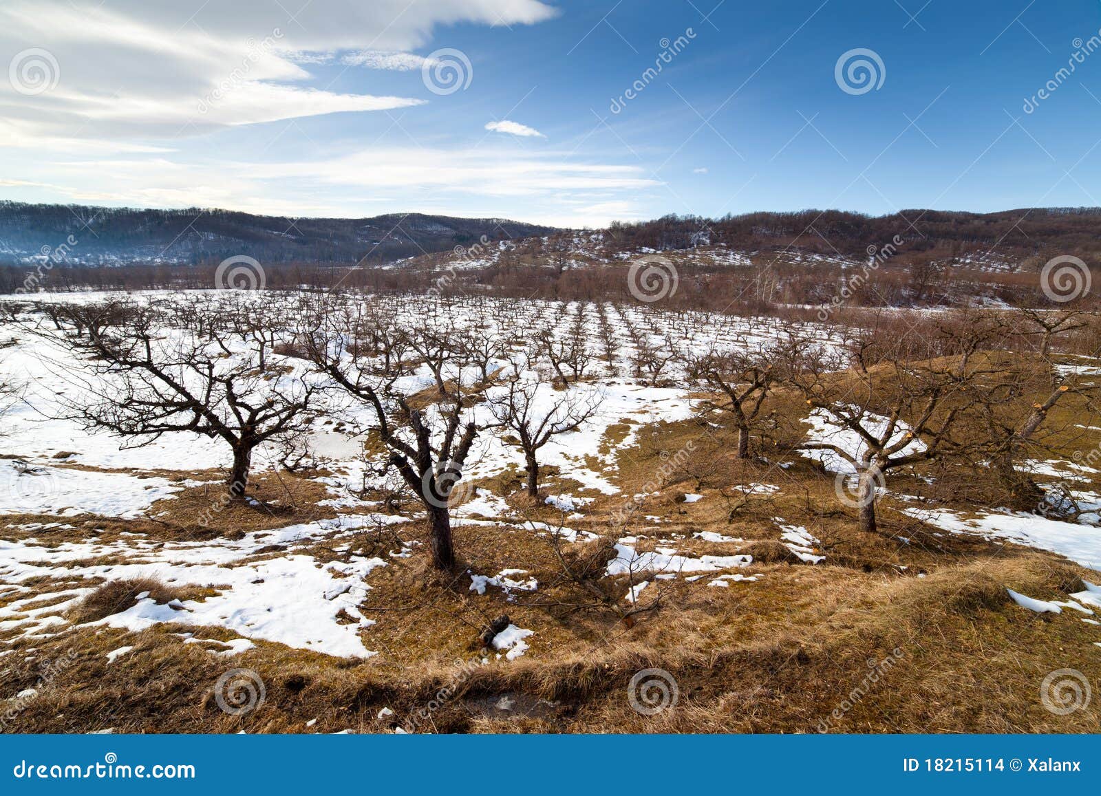 Orchard in the winter stock photo. Image of food, healthy - 18215114