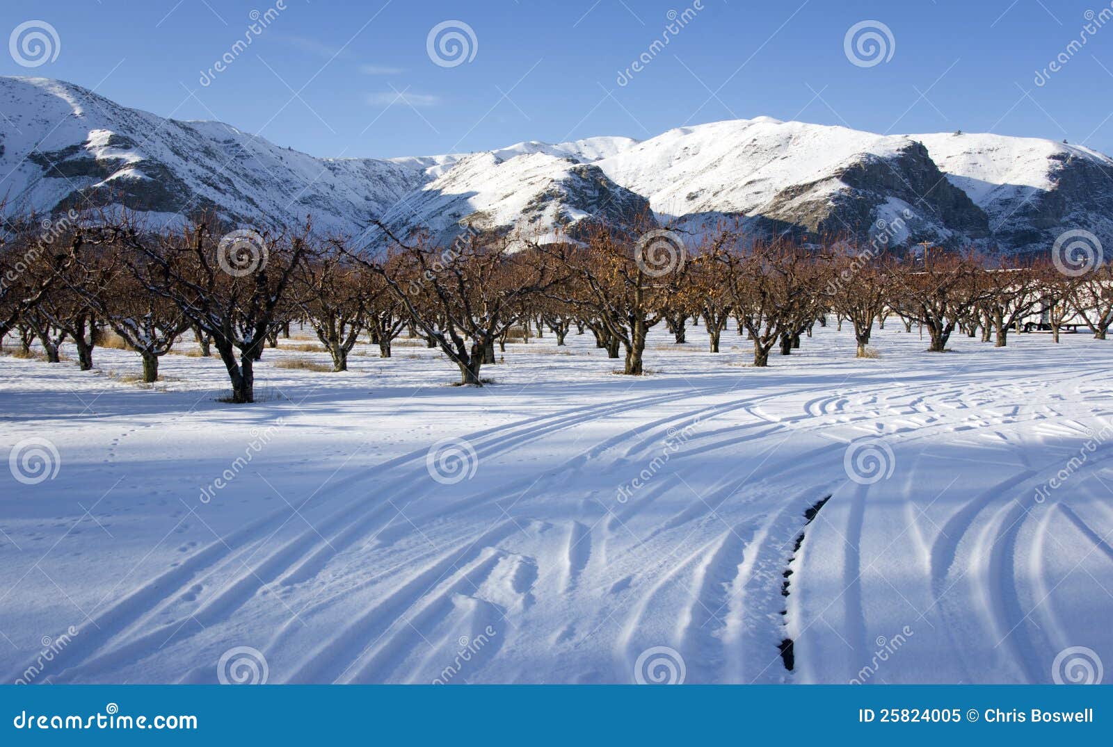 Apple Orchard Snow Fall Winter Coulmbia River Stock Image - Image of ...
