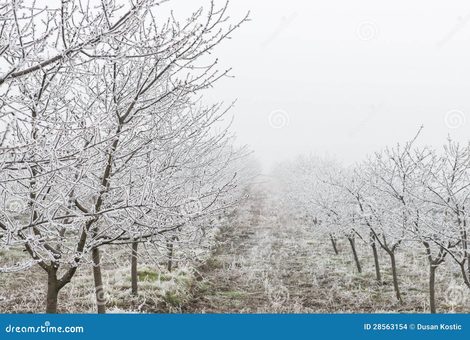 Orchard in winter stock photo. Image of calm, scenic - 28563154