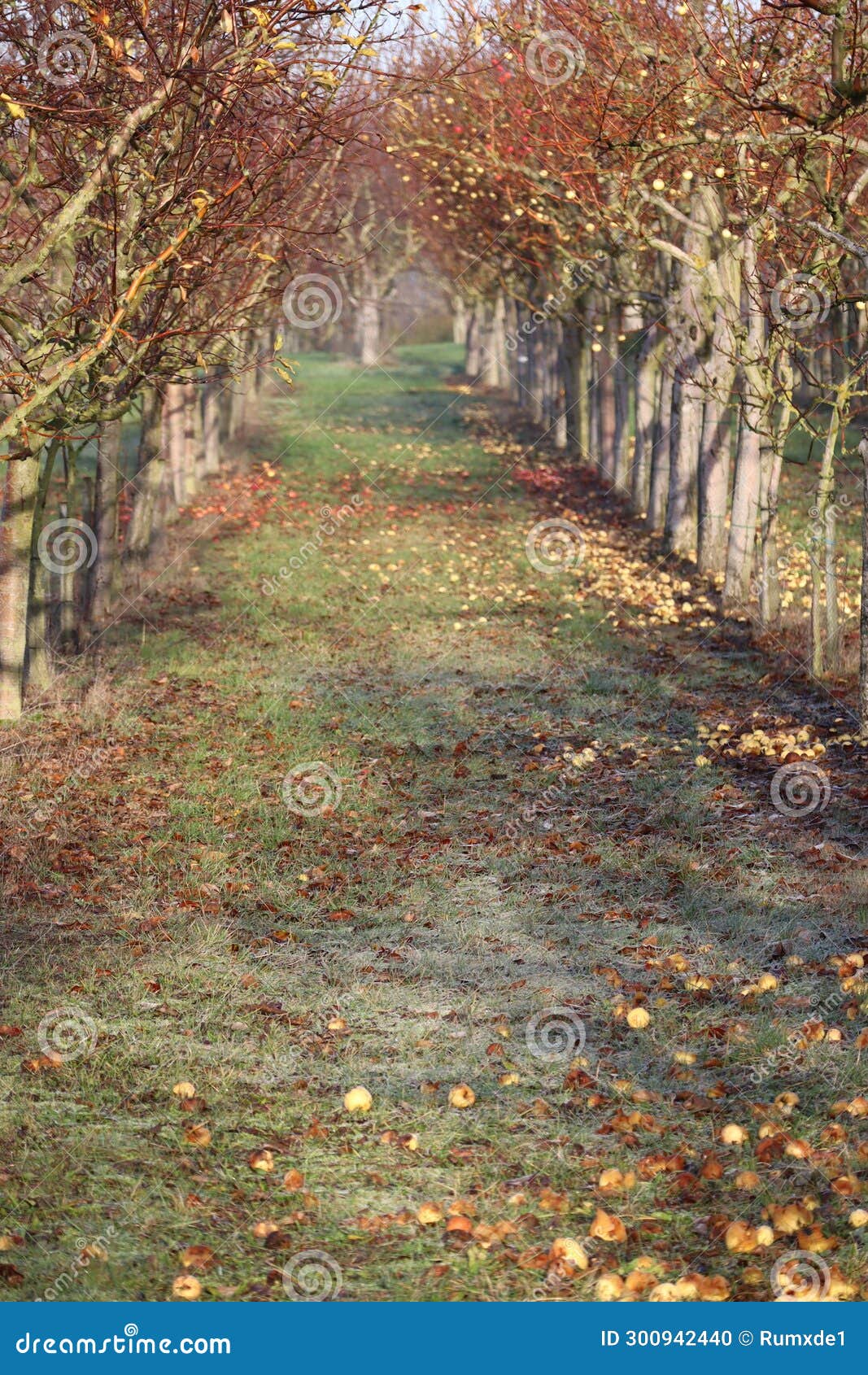 Orchard in Winter stock photo. Image of food, alternative - 300942440