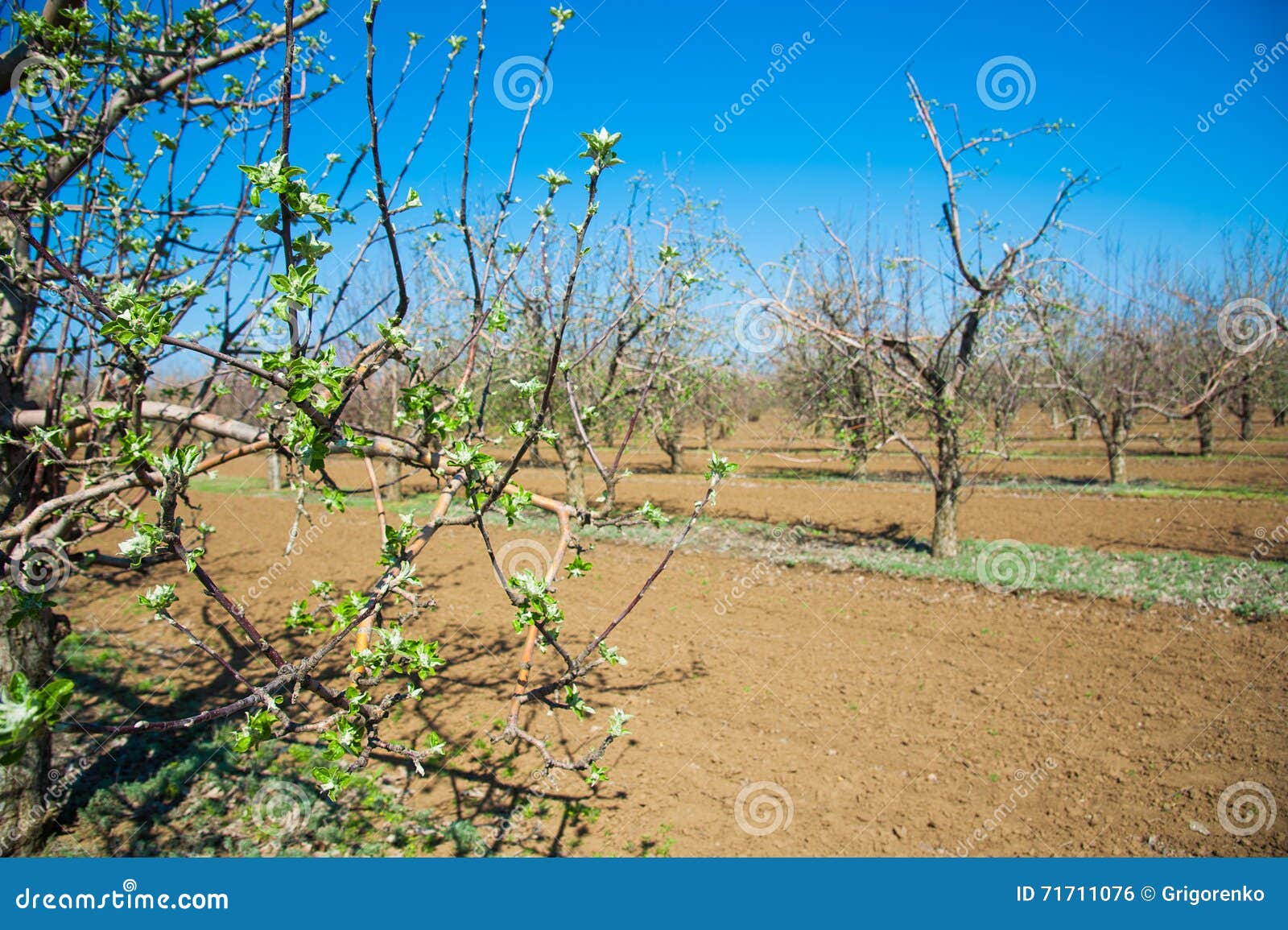 Orchard of Young Apple Trees in Early Spring Stock Photo - Image of ...