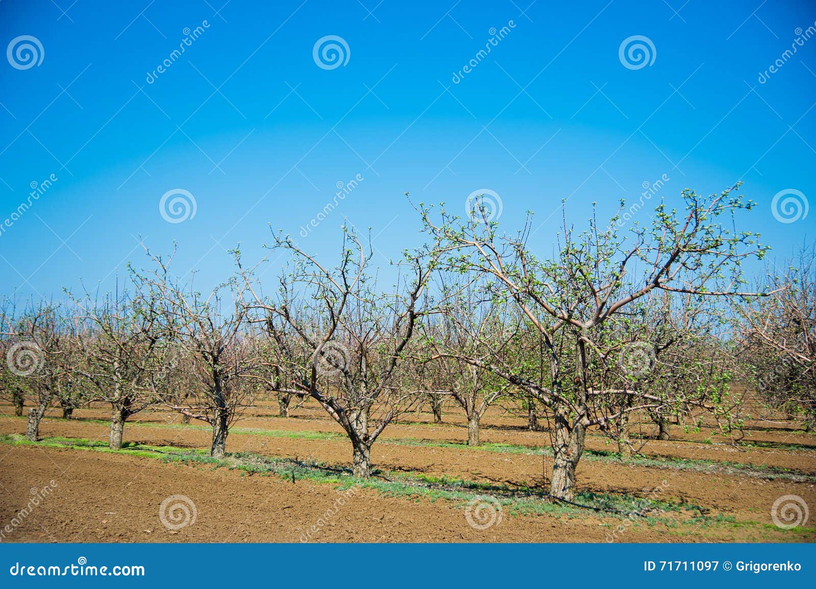 Orchard of Young Apple Trees in Early Spring Stock Image - Image of ...