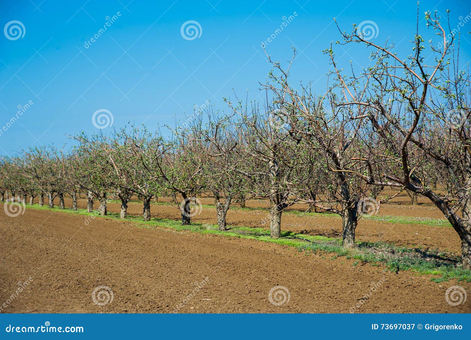 Orchard of Young Apple Trees in Early Spring Stock Image - Image of ...