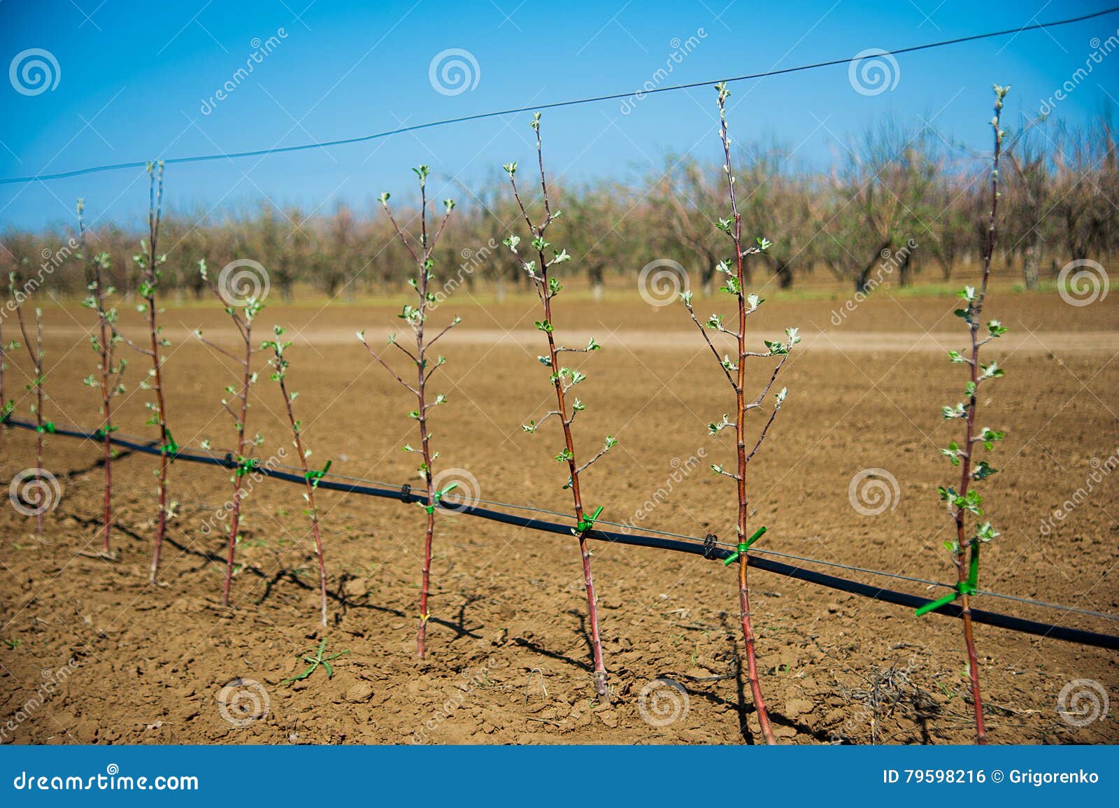Orchard of Young Apple Trees in Early Spring Stock Photo - Image of ...