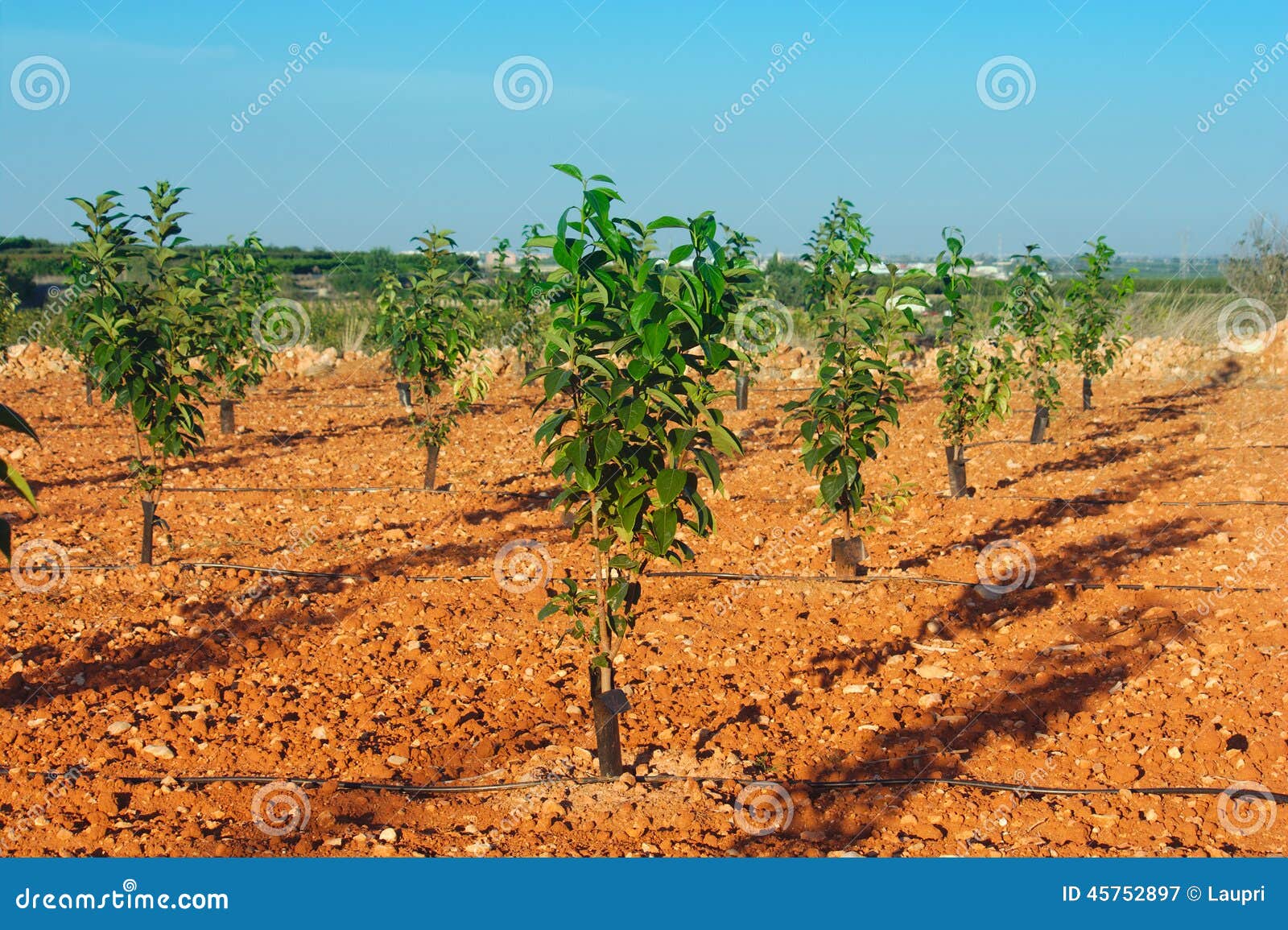 Orchard with Young Persimmon Trees Stock Image - Image of healthy ...