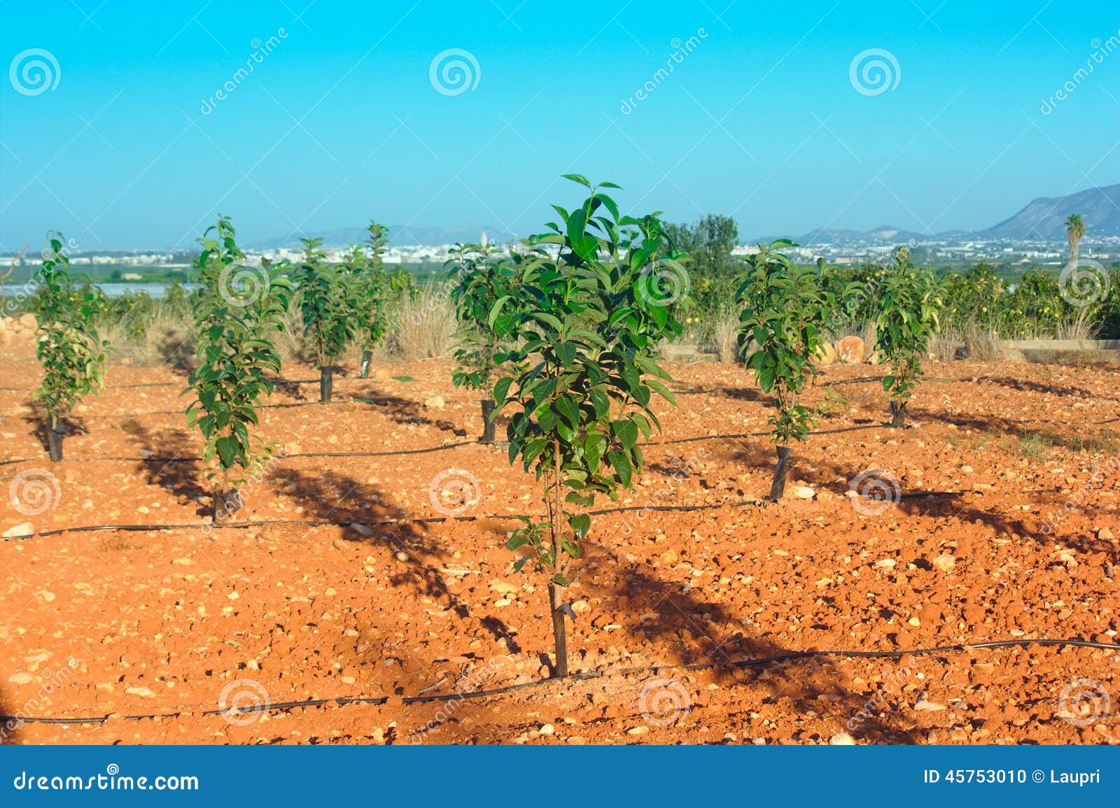 Orchard with Young Persimmon Trees Stock Photo - Image of autumn, fresh ...
