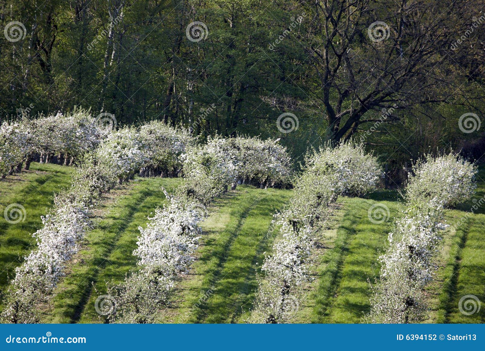 Orchards stock photo. Image of bloom, flowers, grass, pear - 6394152