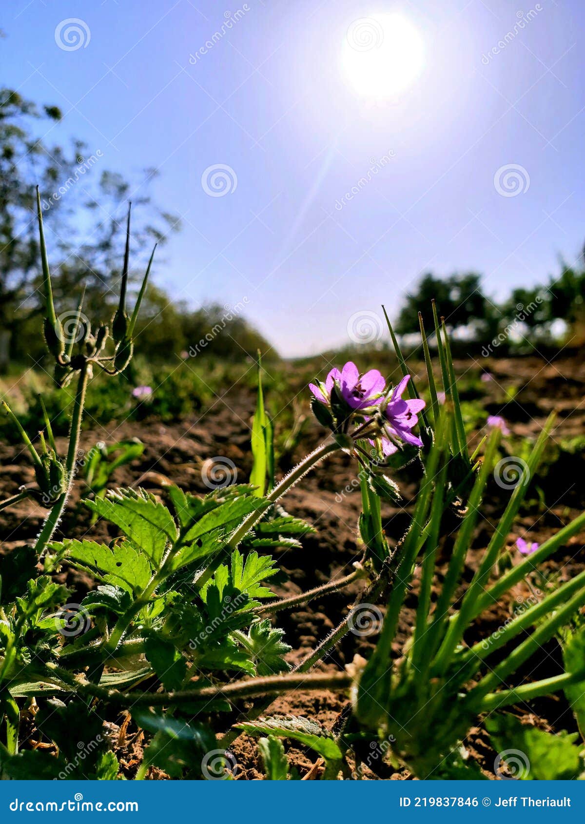 Orchards flower dirt stock photo. Image of herb, wildflower - 219837846
