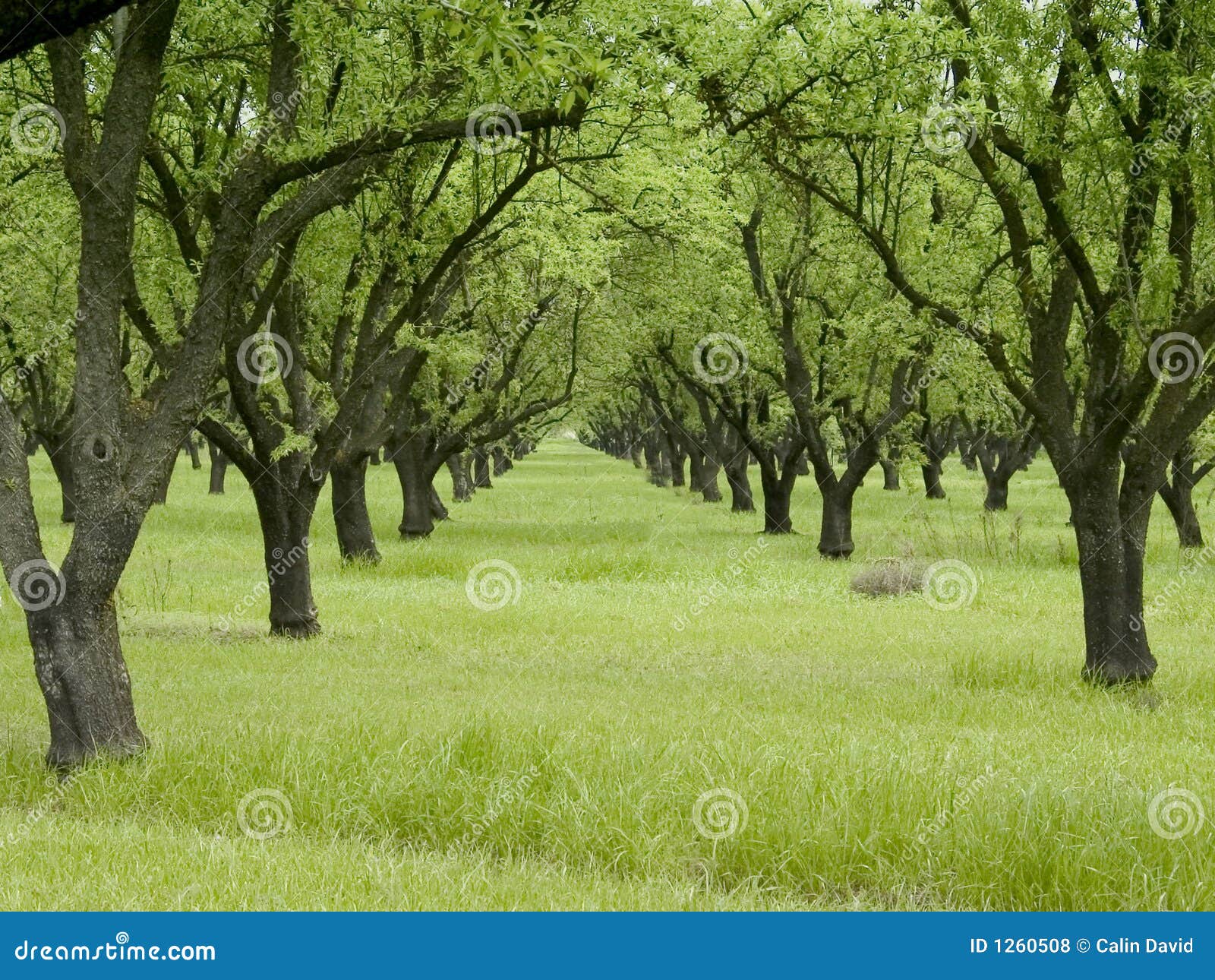 Orchards Green stock photo. Image of spring, orchard, summer - 1260508