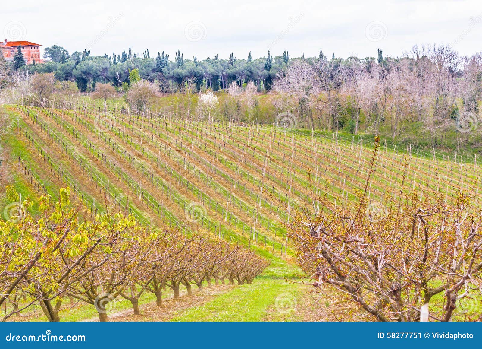 Orchards Organized into Rows on Rolling Hills Stock Image - Image of ...