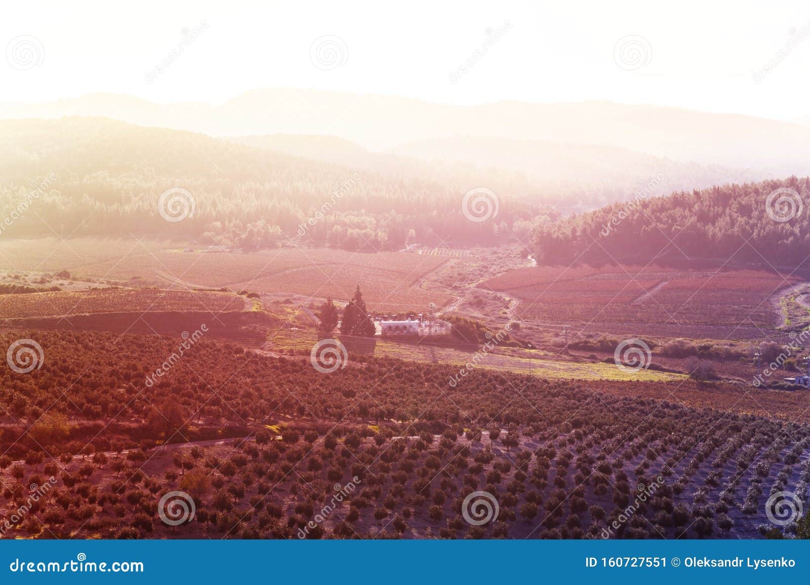 Orchards top view stock image. Image of nature, natural - 160727551