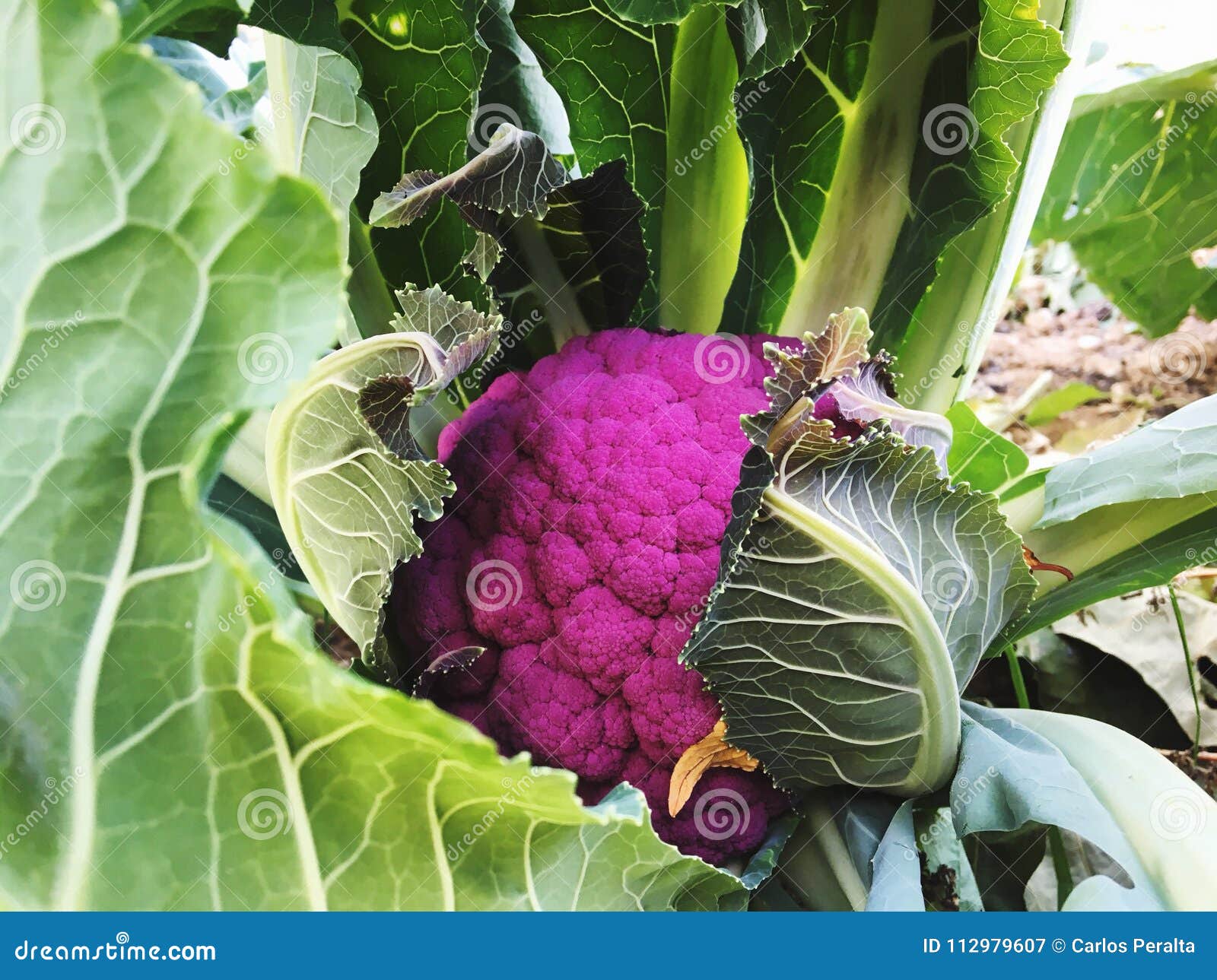 Purple Coliflower Stock Photos - Free & Royalty-Free Stock Photos from ...