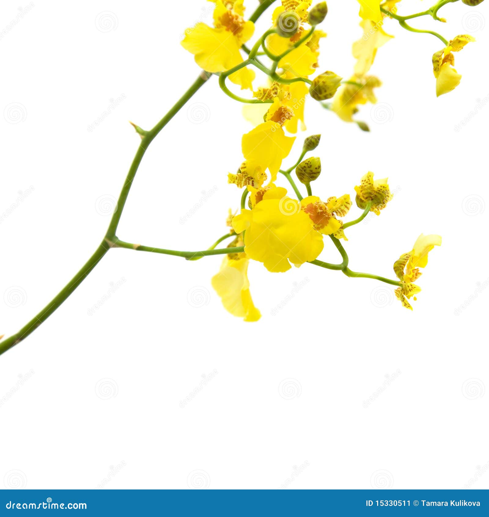 Orchidée Jaune Lumineuse D'Oncidium Image stock - Image du floral ...