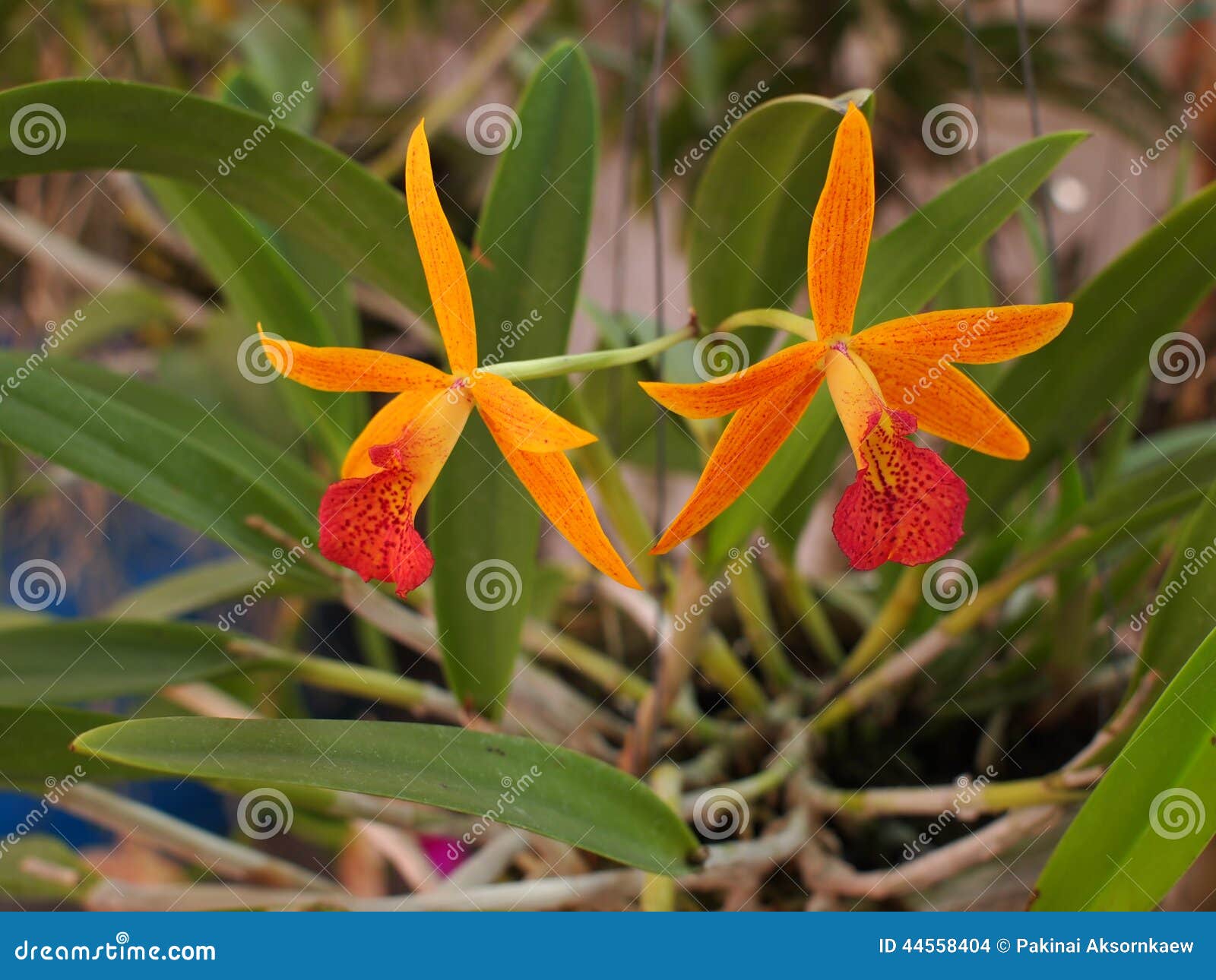 Orchidée rare photo stock. Image du fleur, rare, rarest - 44558404