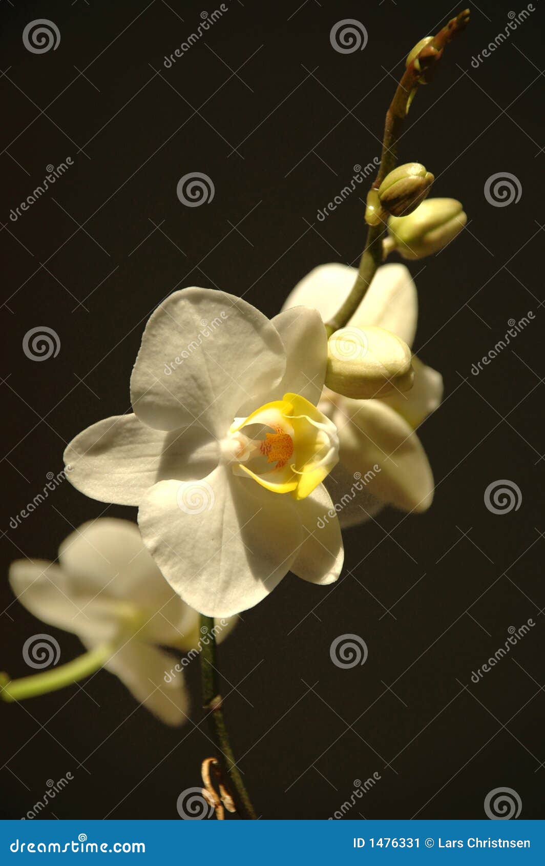 Orkide Flower Stock Photos - Free & Royalty-Free Stock Photos from ...