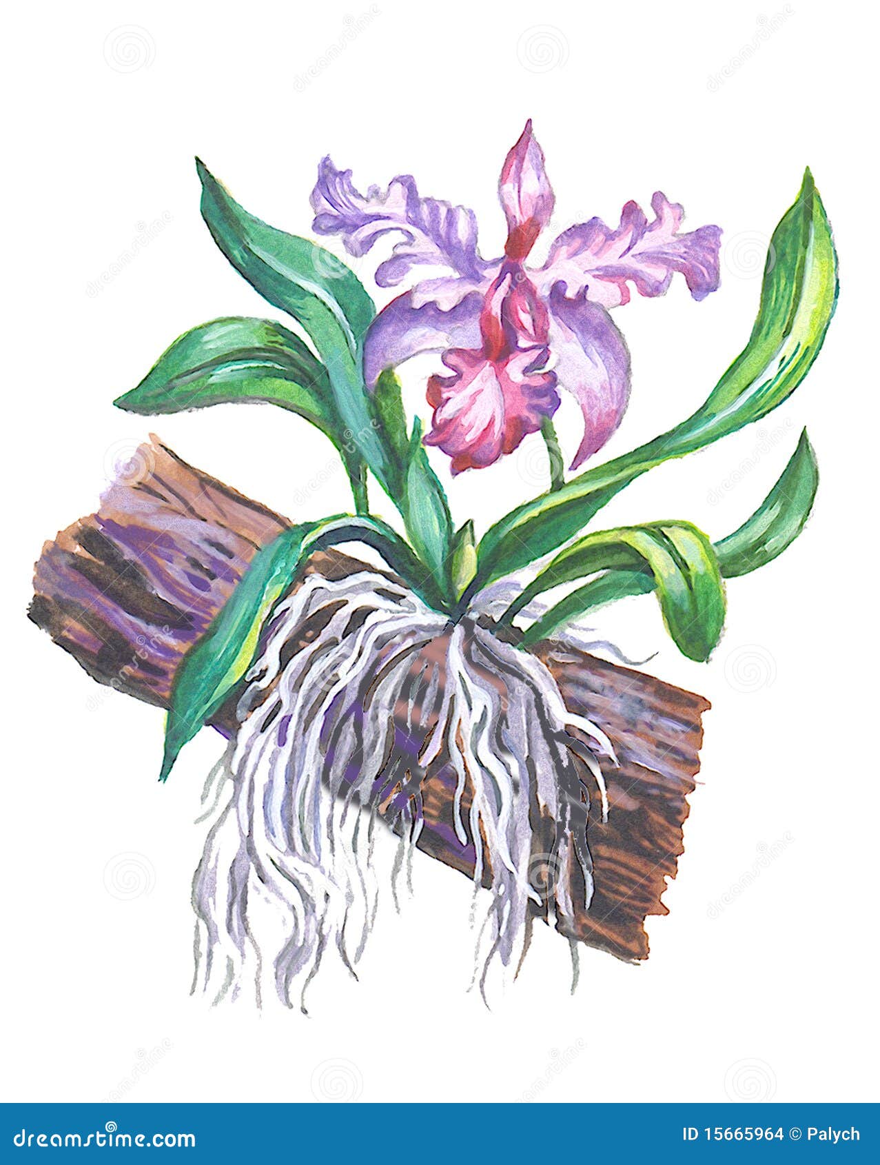 Orchid Stock Illustration Illustration Of Flower America 15665964