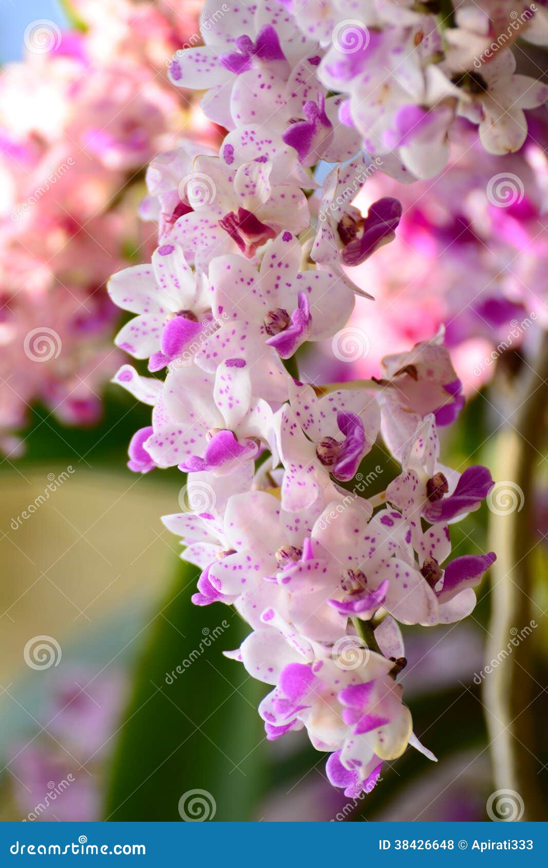 Orchid stock photo. Image of green, floral, beautiful - 38426648