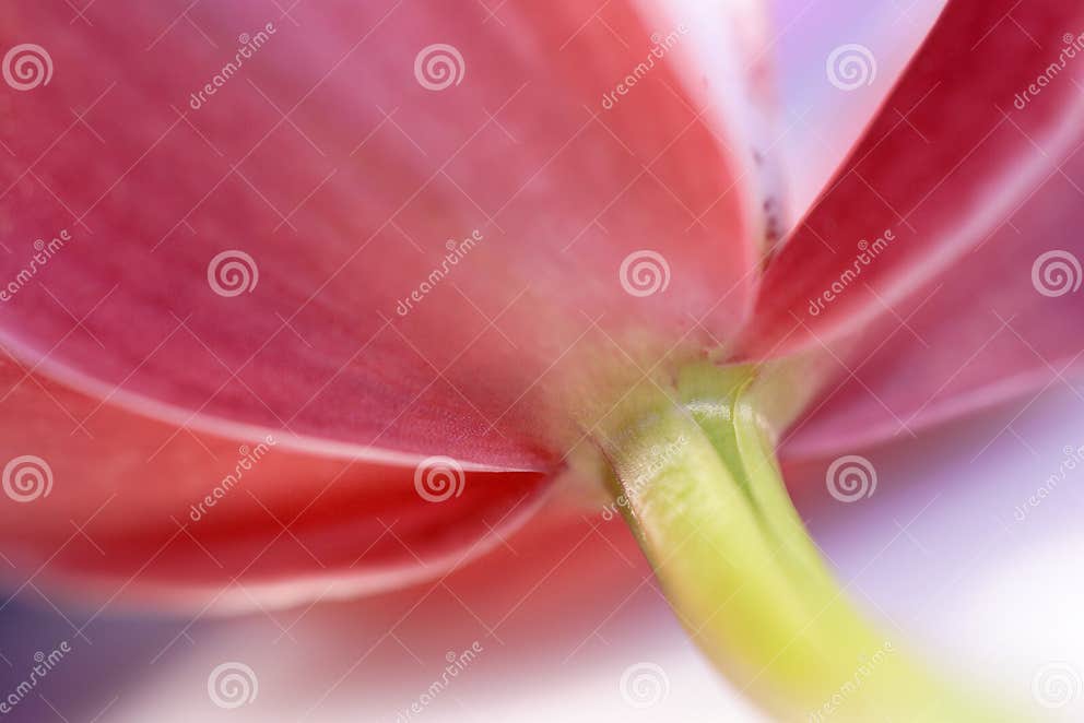 Orchid stock photo. Image of flimsy, delicate, flower, tropical - 554358