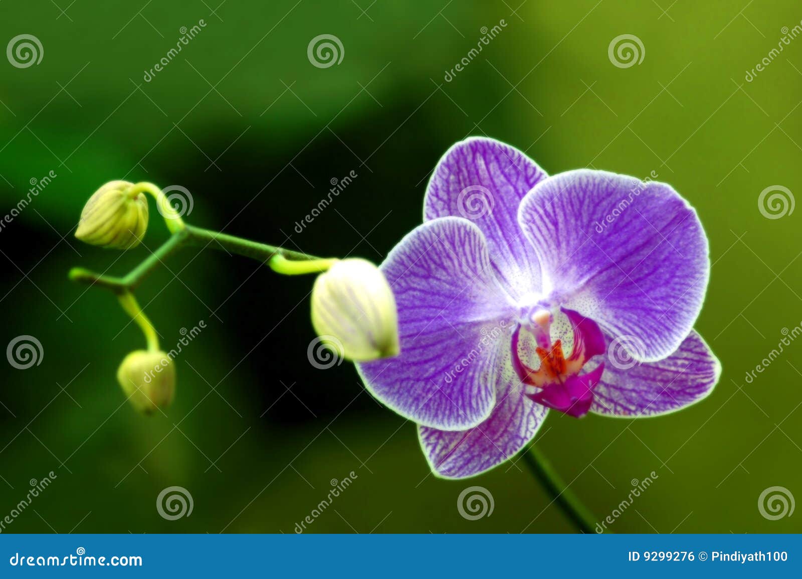 Orchid stock photo. Image of horizontal, orchids, petals - 9299276