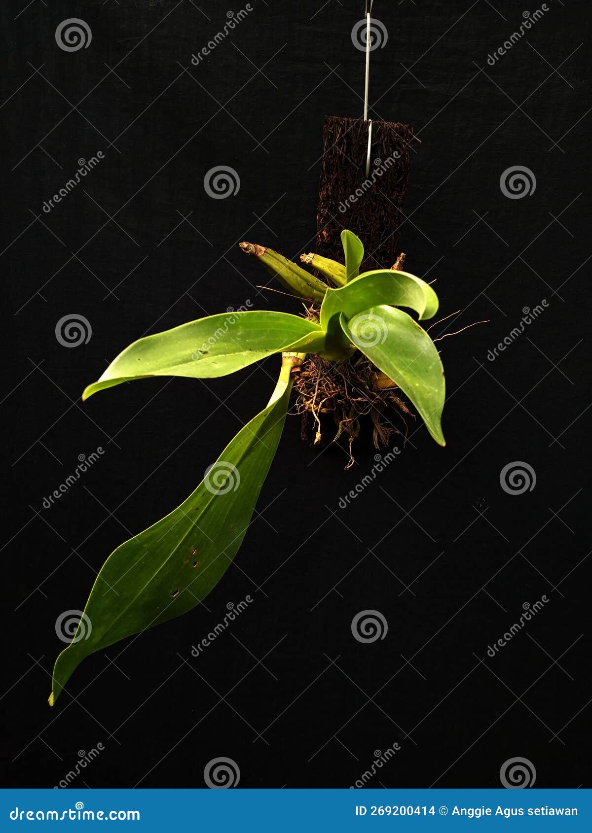 Orchid Anggrek Gramatumpyllum Scriptum Plants Flowers Stock Photo ...