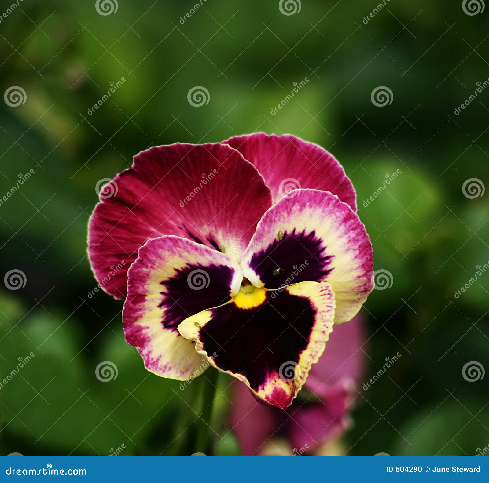 Orchid with Aphids stock photo. Image of purple, floral - 604290