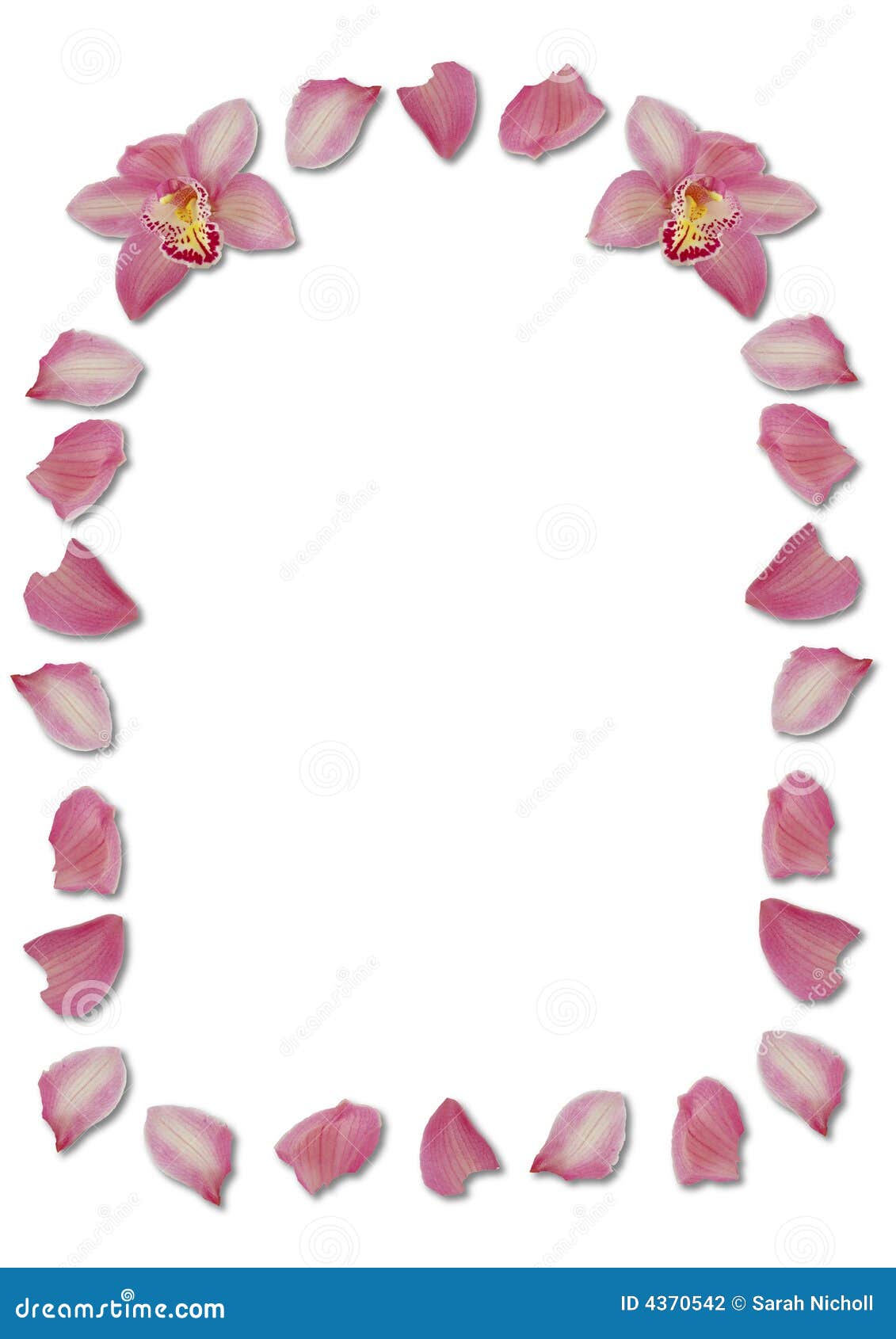 Orchid Arch Border White stock photo. Image of decorated - 4370542