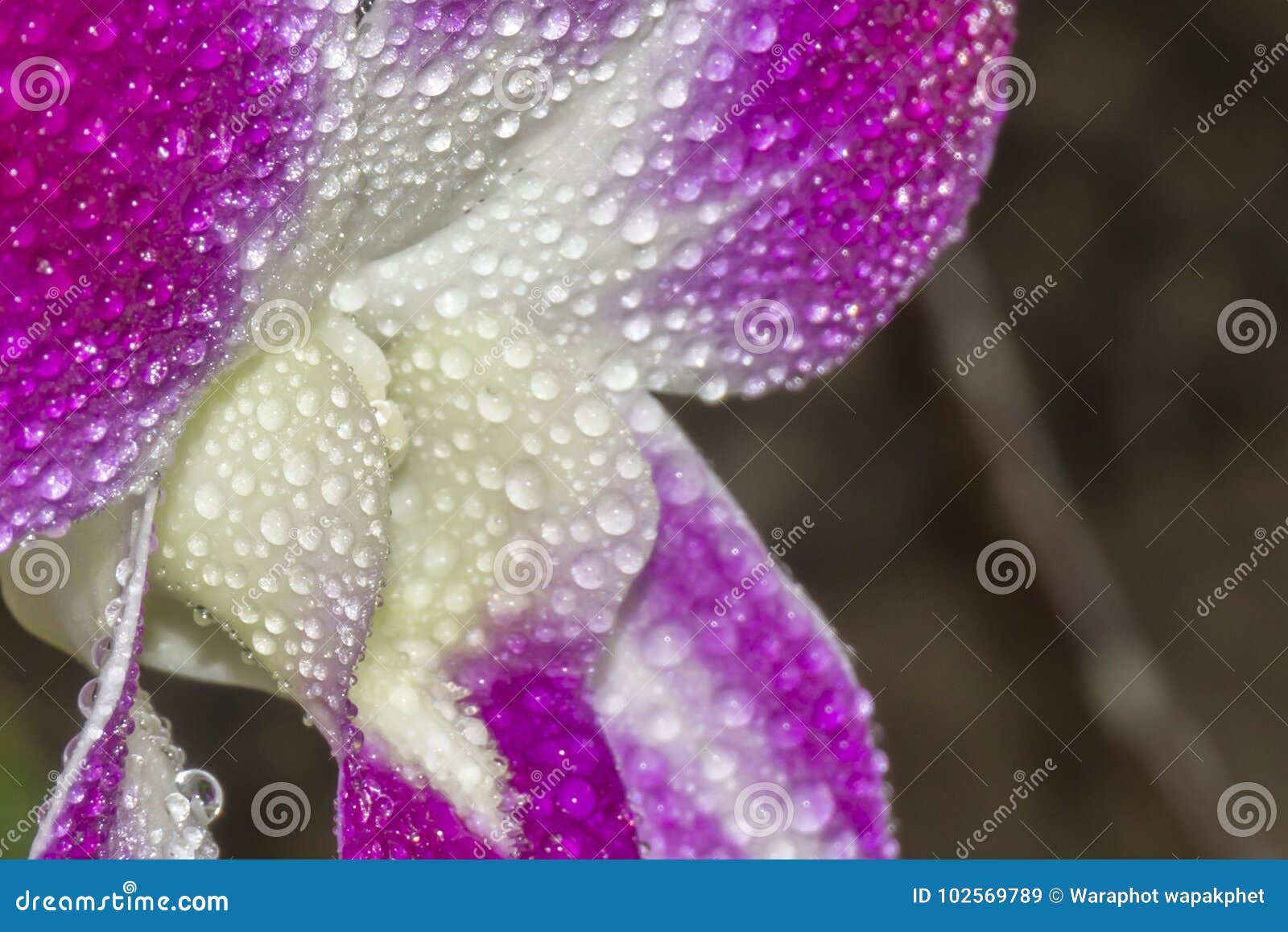 Orchid back ground texture stock image. Image of ground - 102569789