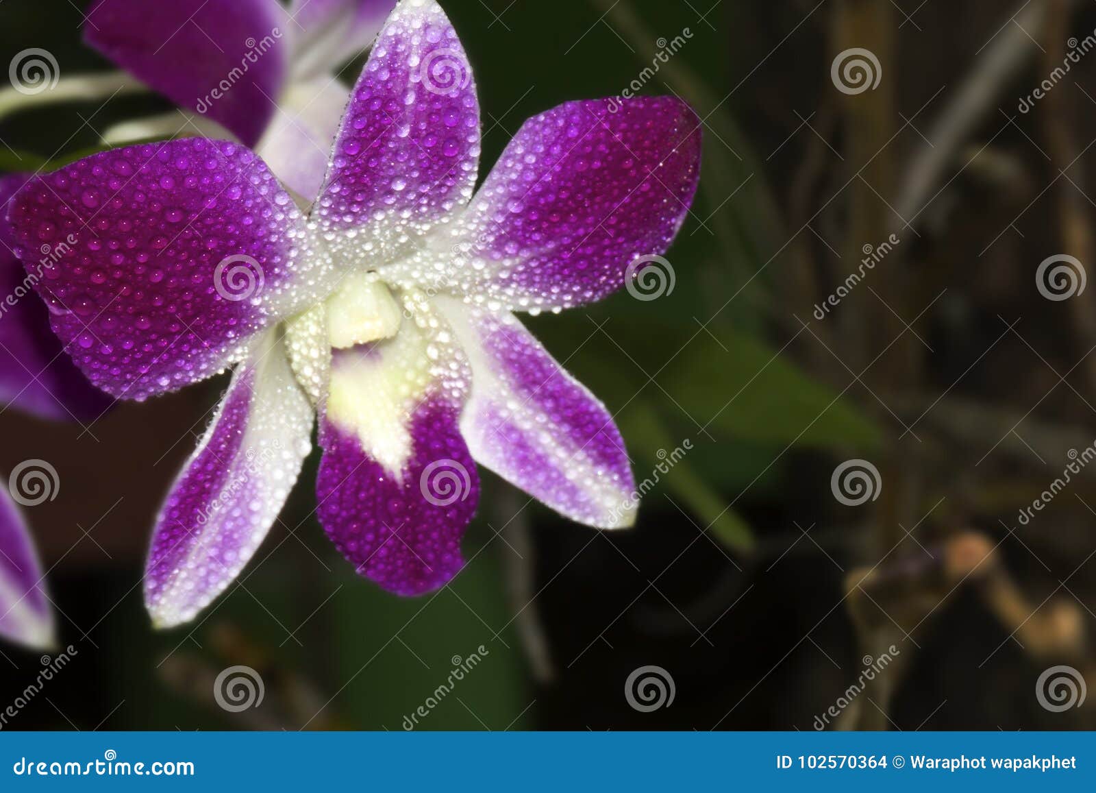 Orchid back ground texture stock photo. Image of focus - 102570364