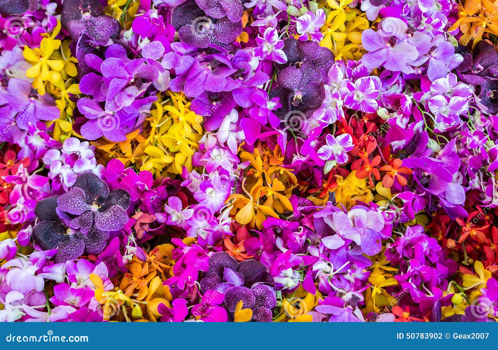 Orchid background stock photo. Image of flower, colour - 50783902