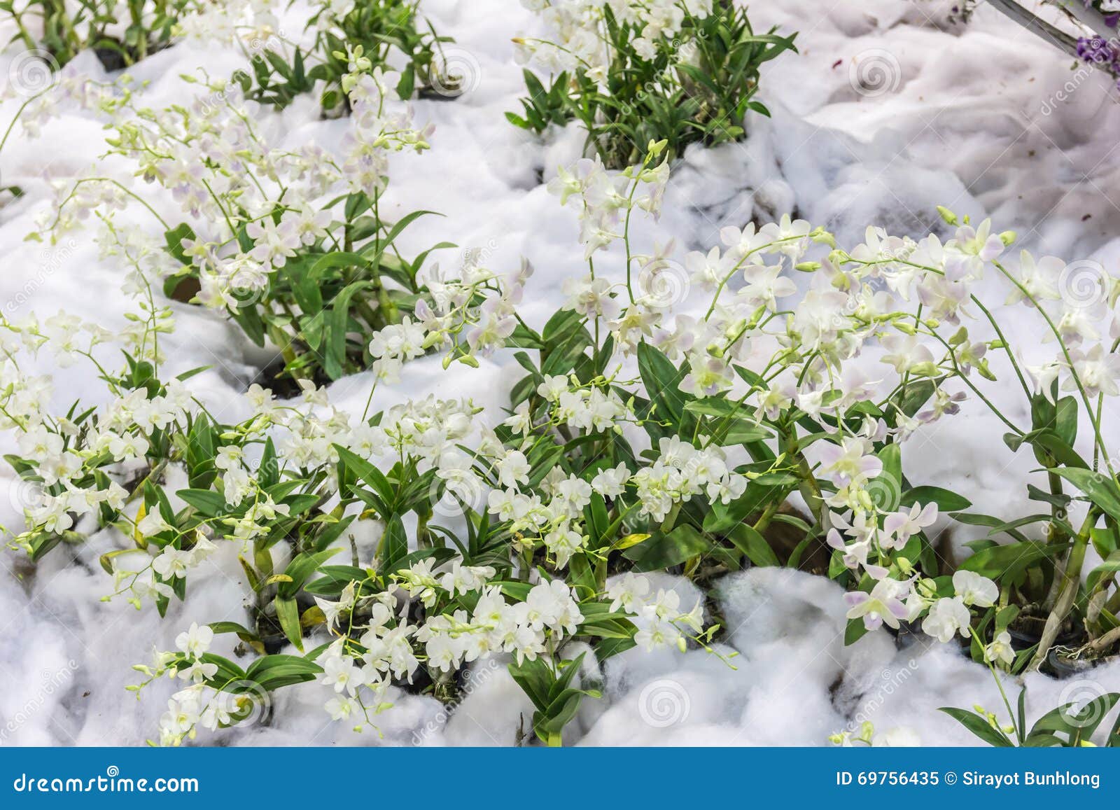 Orchid - Beautiful Orchid Field,sensitive Focus Stock Image - Image of ...