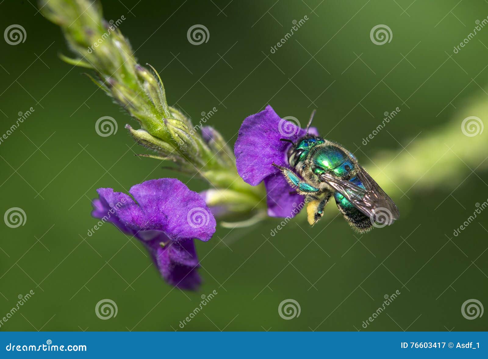 Orchid bee stock image. Image of animals, closeups, apidae - 76603417