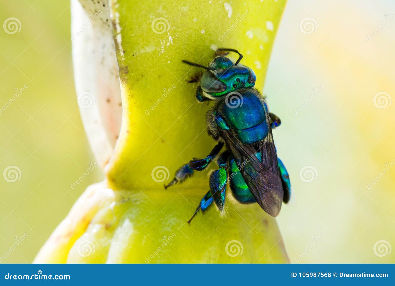 Orchid bee stock photo. Image of brasil, blue, vinhedo - 105987568