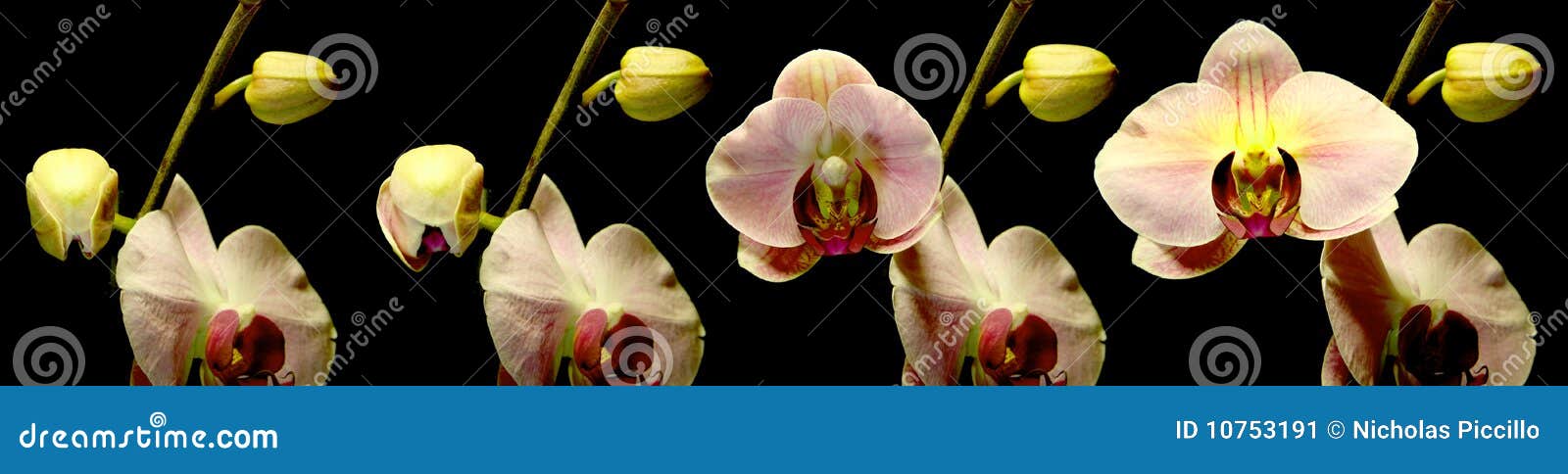 Orchid Blooming stock image. Image of ecology, isolated - 10753191