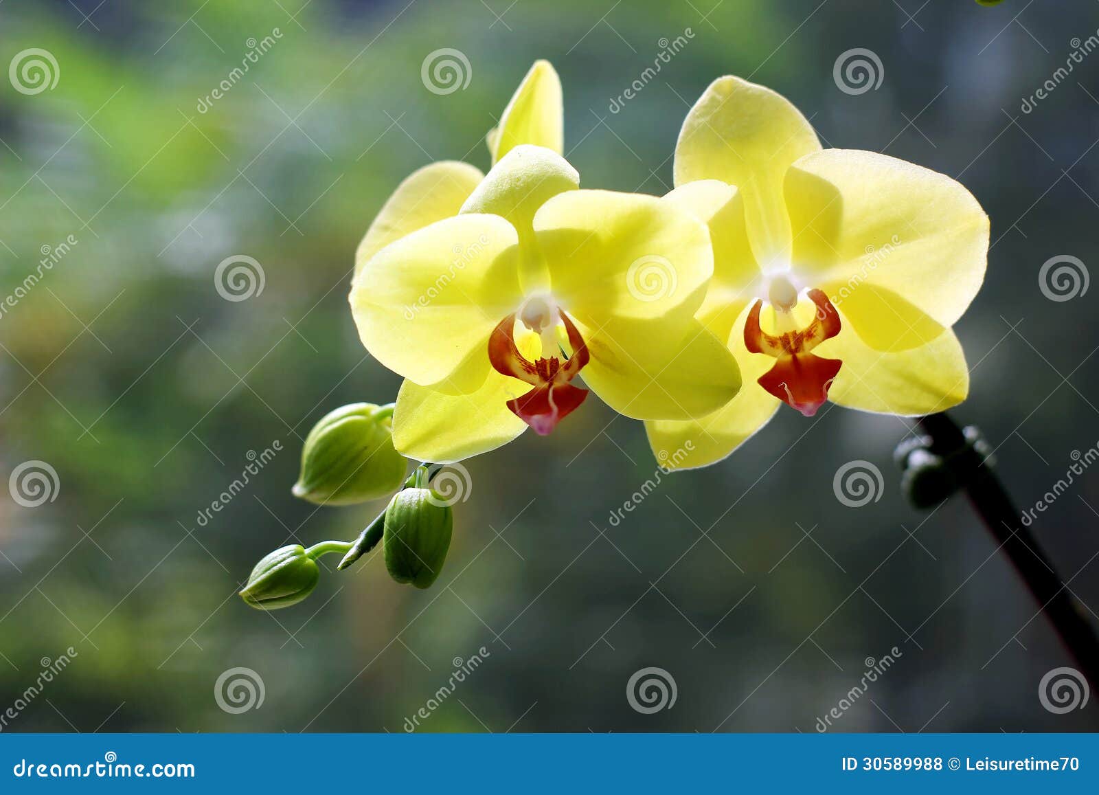 Orchid stock photo. Image of clear, formal, blossom, bouquet - 30589988