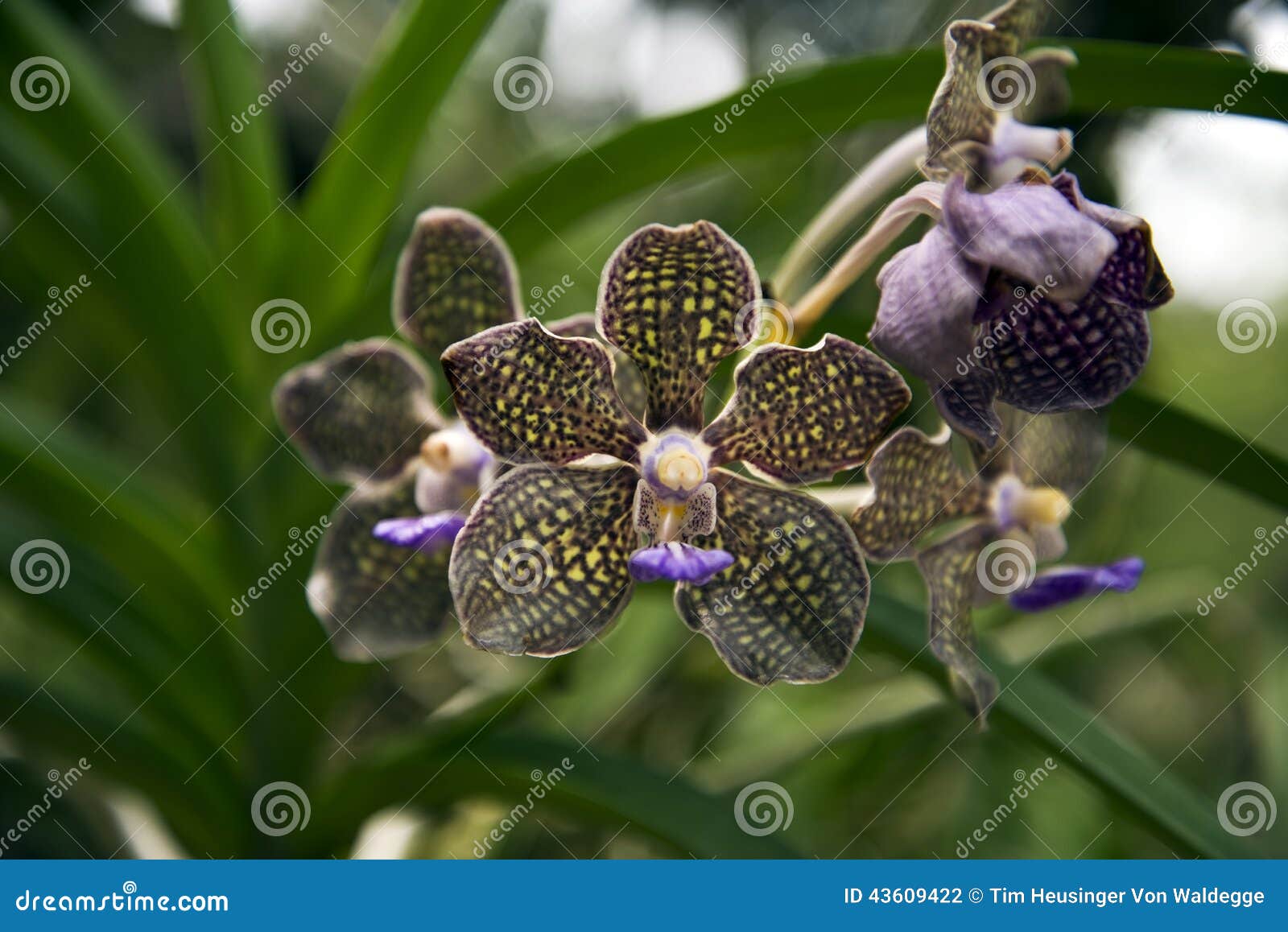 Orchid blossoms stock photo. Image of orchid, green, habitat - 43609422