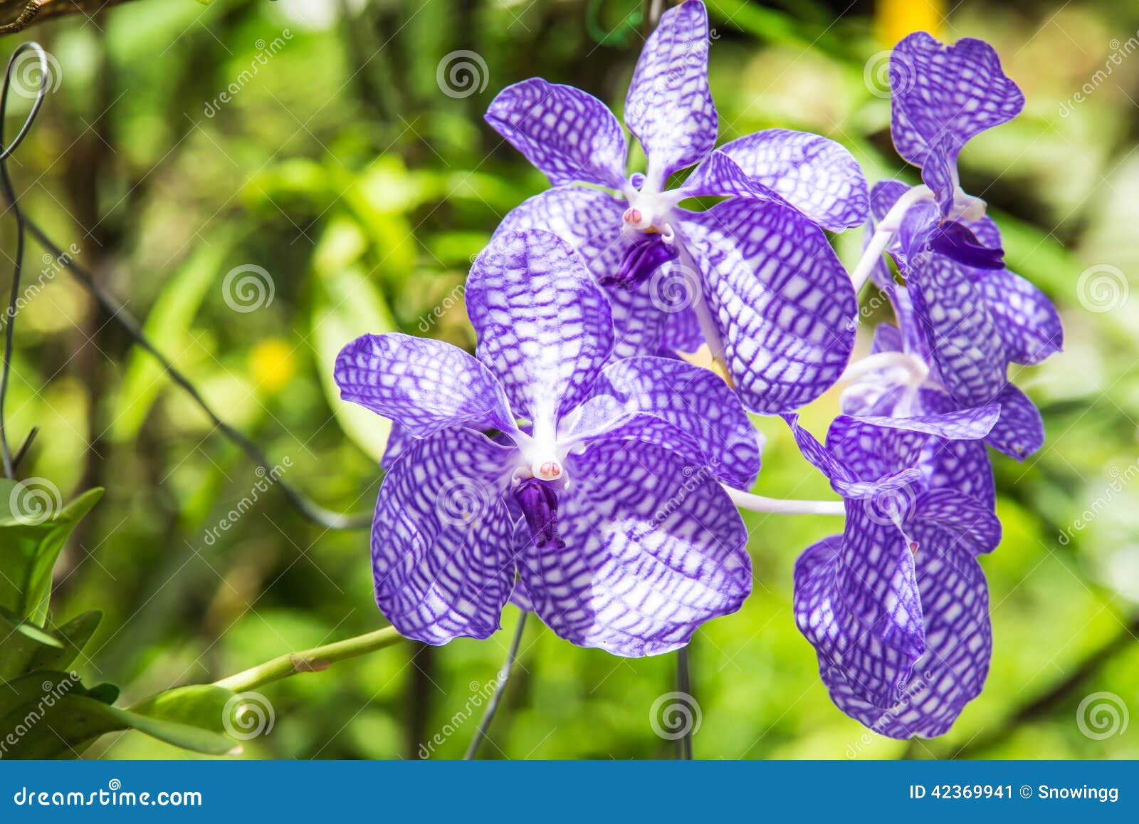 Orchid of blue vanda stock image. Image of tropical, blooming - 42369941