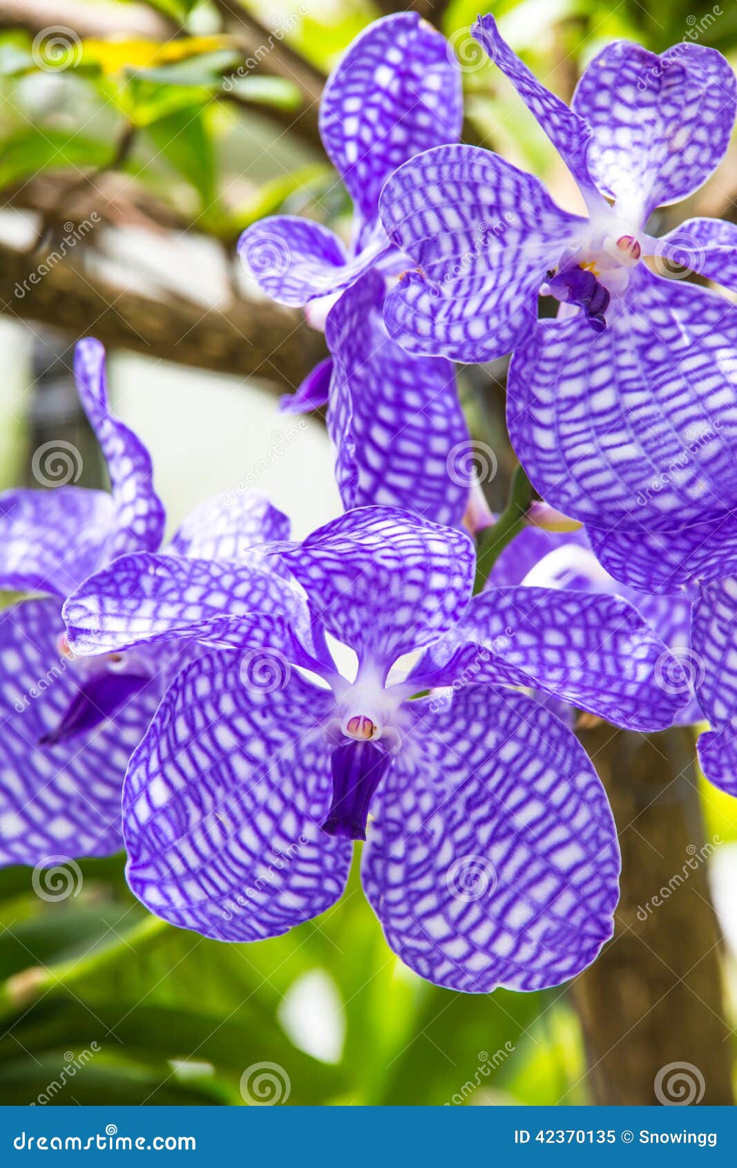 Orchid of blue vanda stock image. Image of romantic, green - 42370135
