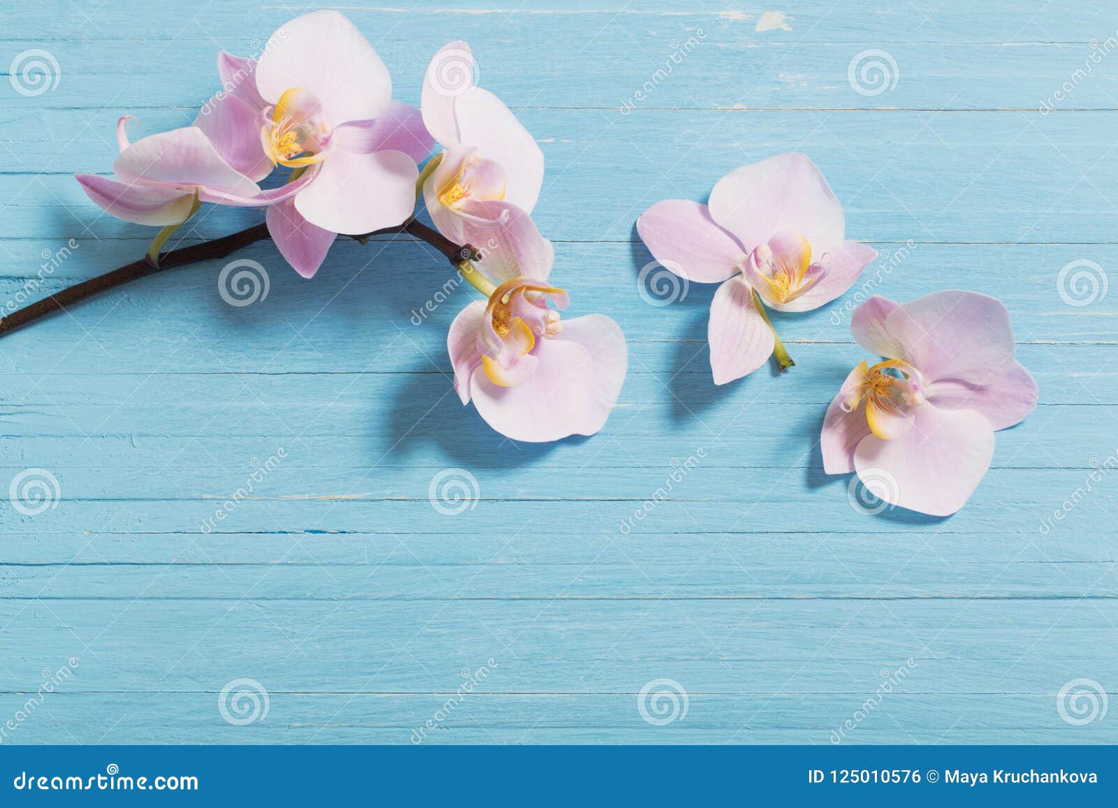 Orchid on Blue Wooden Background Stock Photo - Image of frame, painted ...