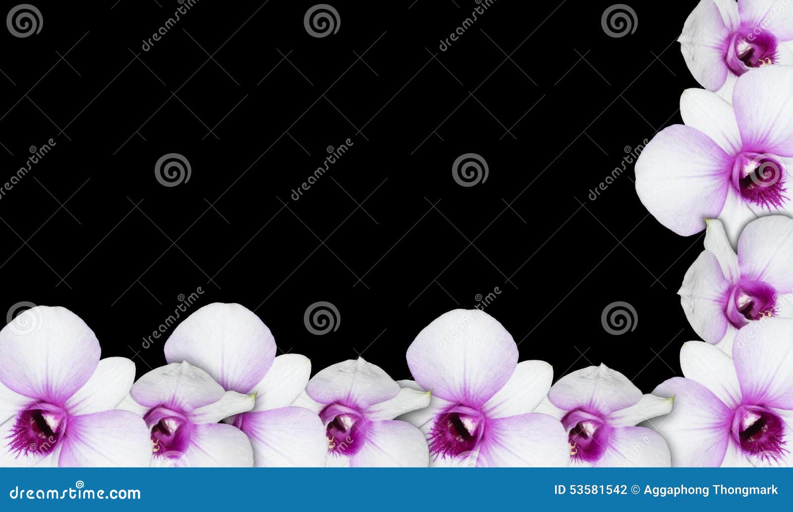 4,835 Orchid Border Photos - Free & Royalty-Free Stock Photos from ...