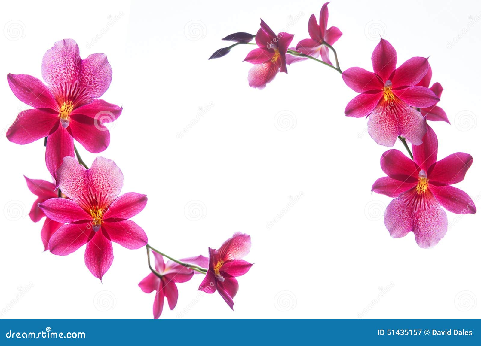 Orchid Border Isolated on a White Background Stock Image - Image of ...