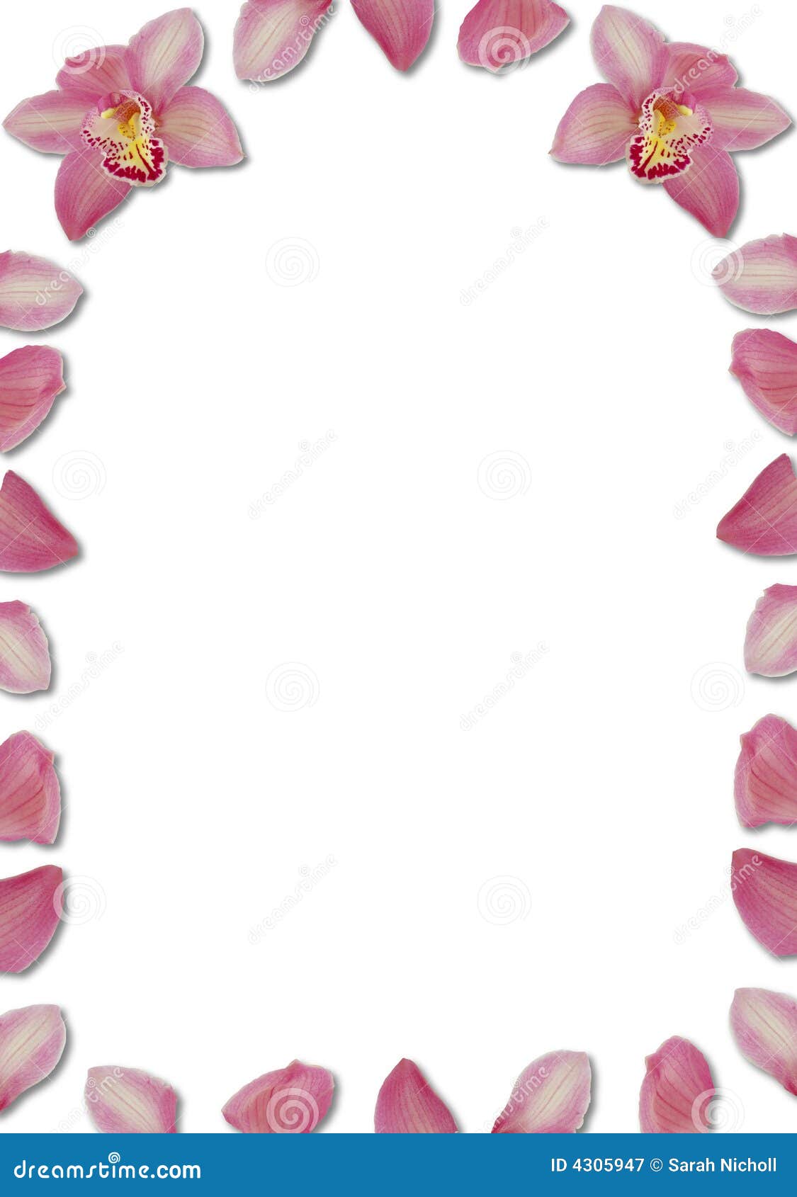Orchid Border White Picture. Image: 4305947