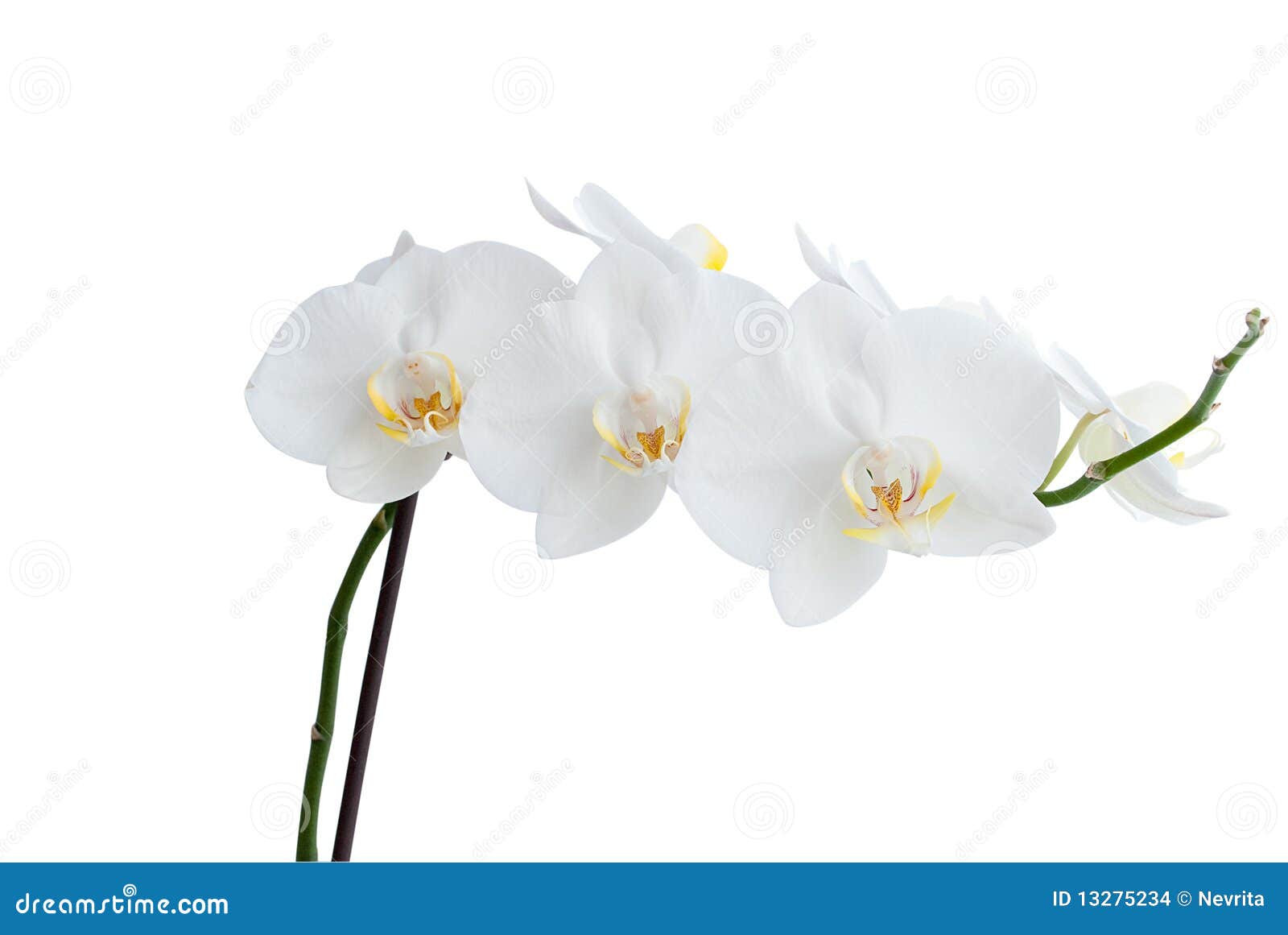 Orchid branch stock photo. Image of green, background - 13275234