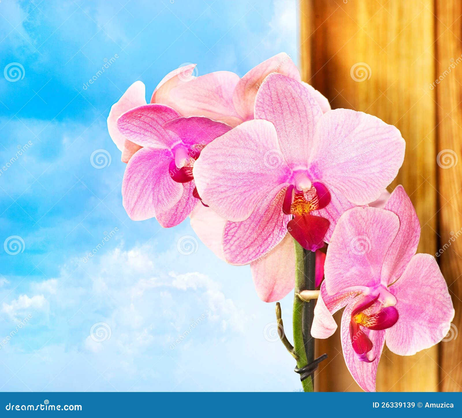 Orchid branch stock image. Image of soft, nature, plants - 26339139