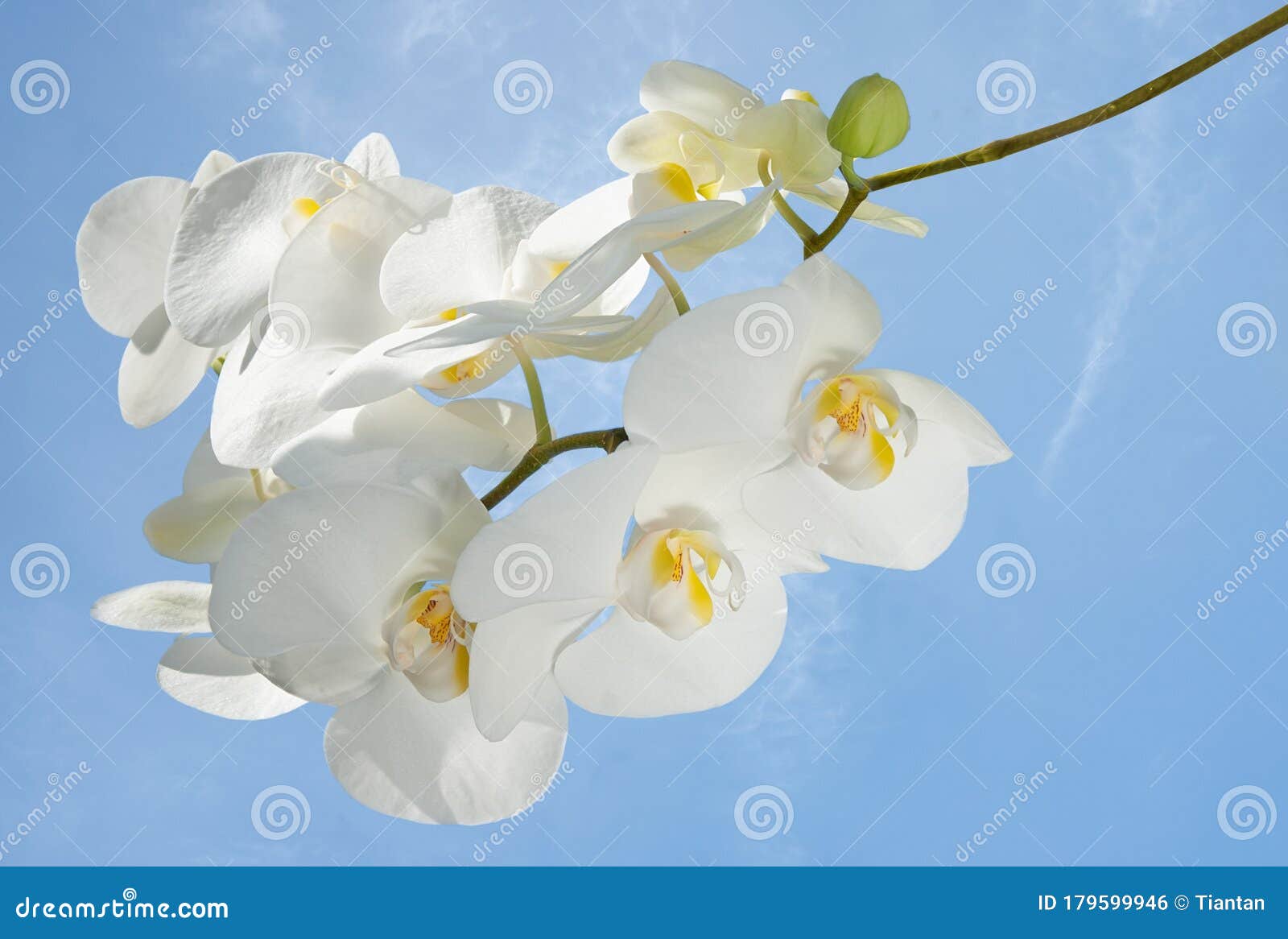 Orchid Branch on Sky Background Stock Photo - Image of bloom, nature ...