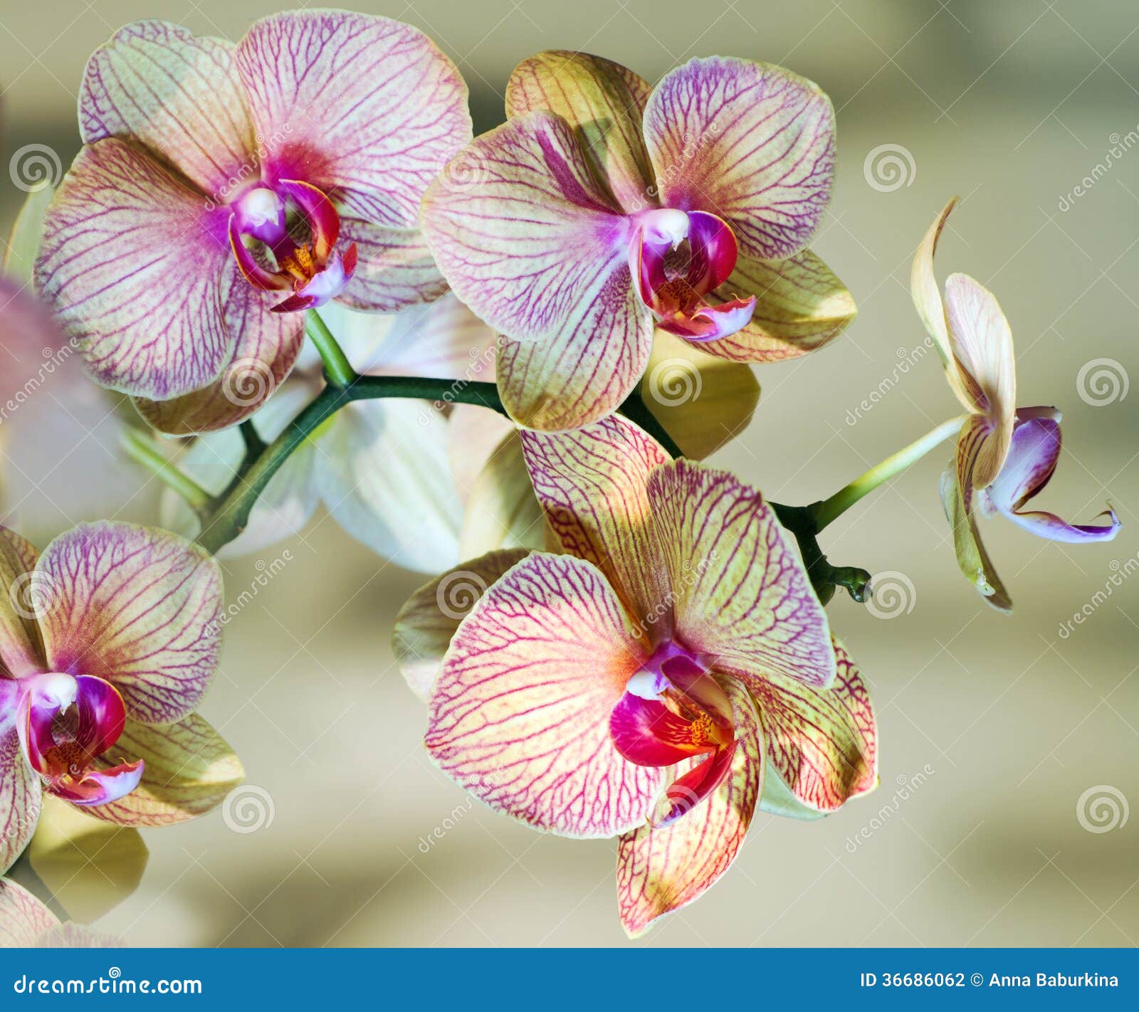 Orchid brench stock photo. Image of individual, flora - 36686062