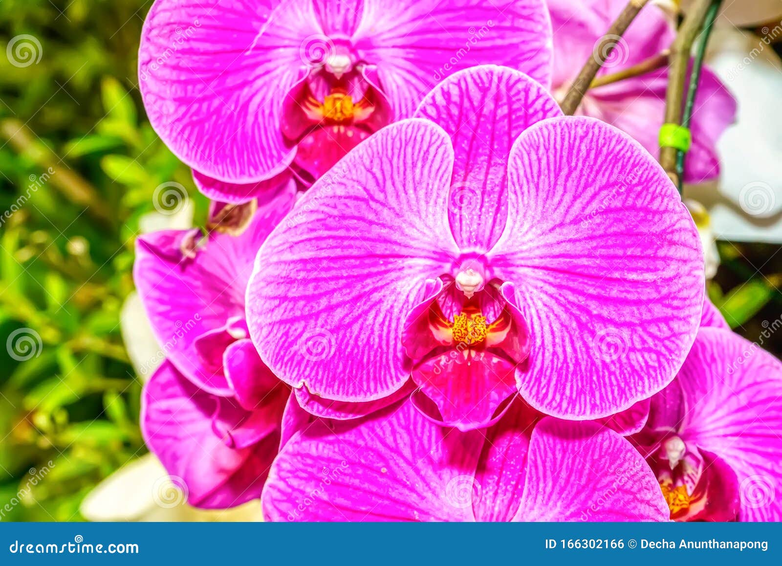 Orchid is Bright Colors and Beautiful Stock Photo - Image of closeup ...