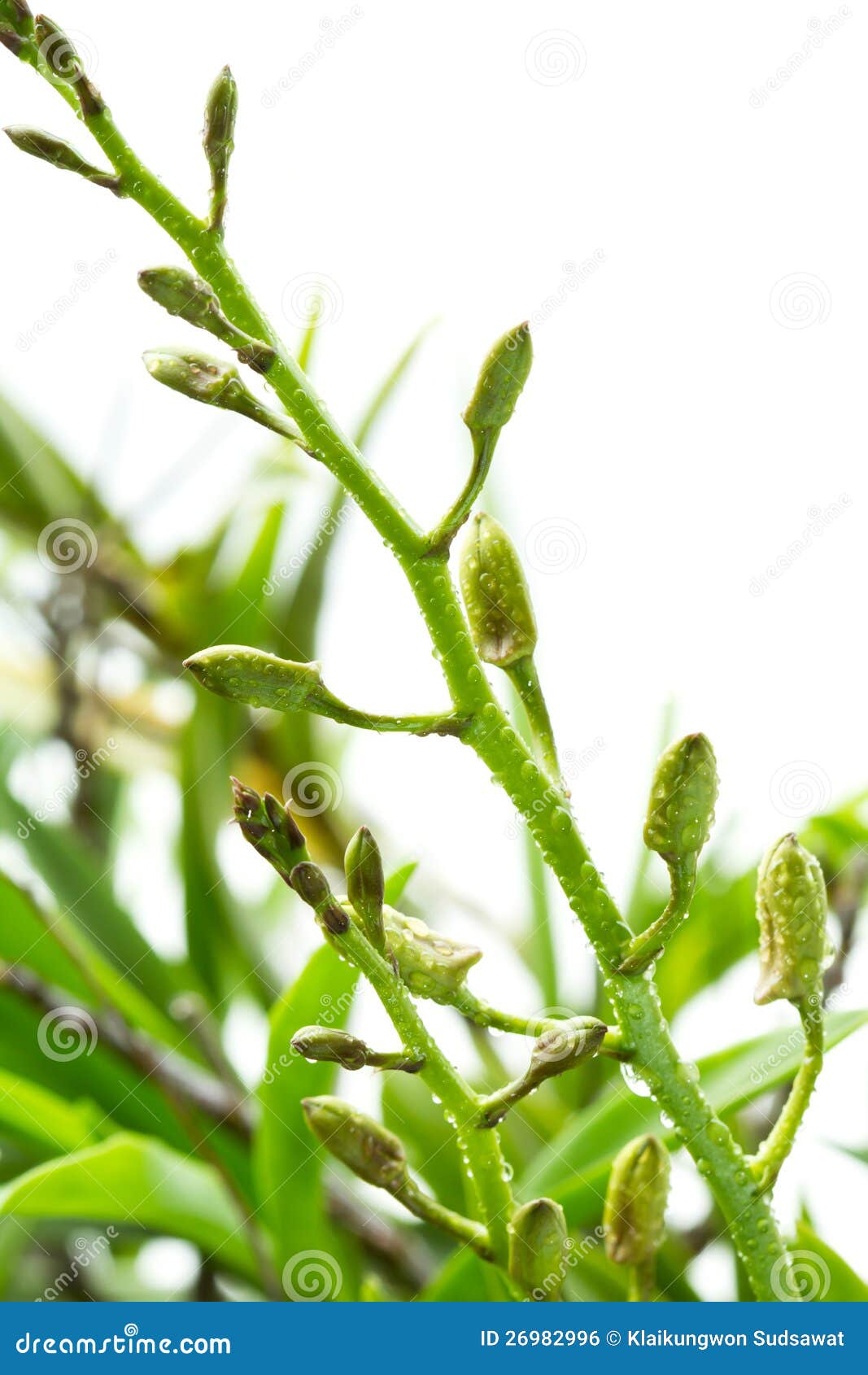 Orchid Bud Stalk with Water Drop Stock Photo - Image of phalaenopsis ...